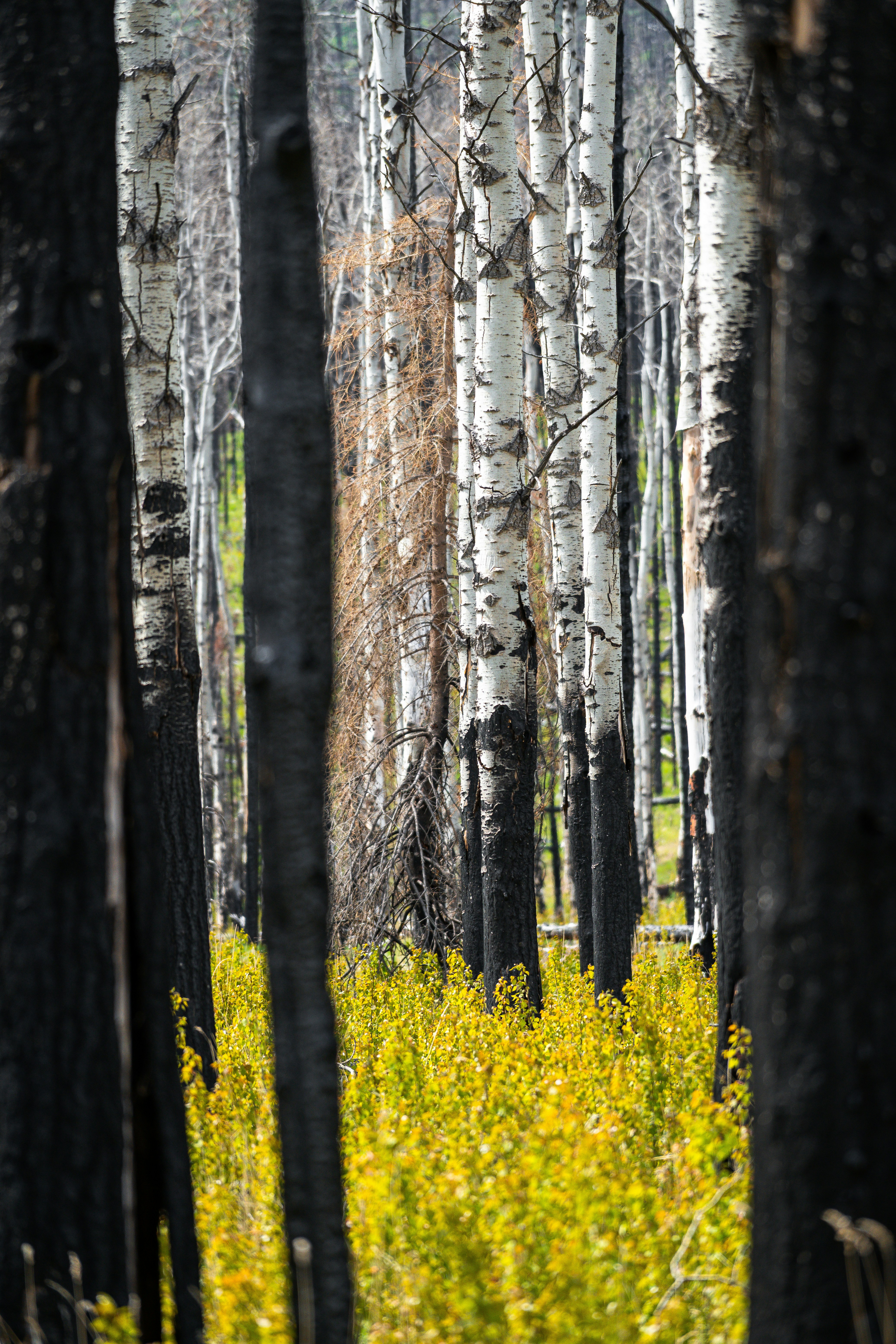 Birch Gate: Sunlit Yellow Meadows Between Charred Pines