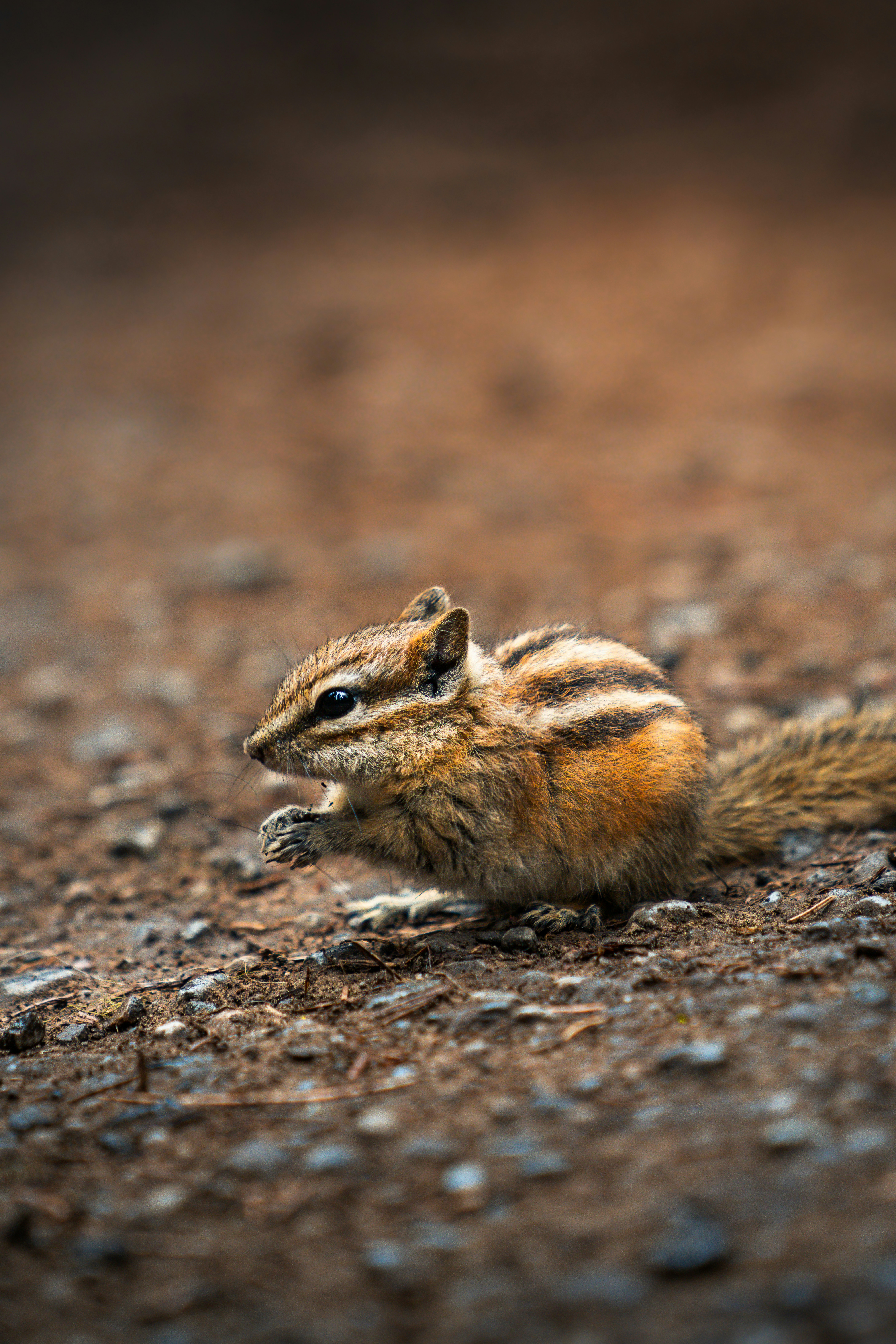 Chipmunk Pause: A Moment on theDust-strewn Trail