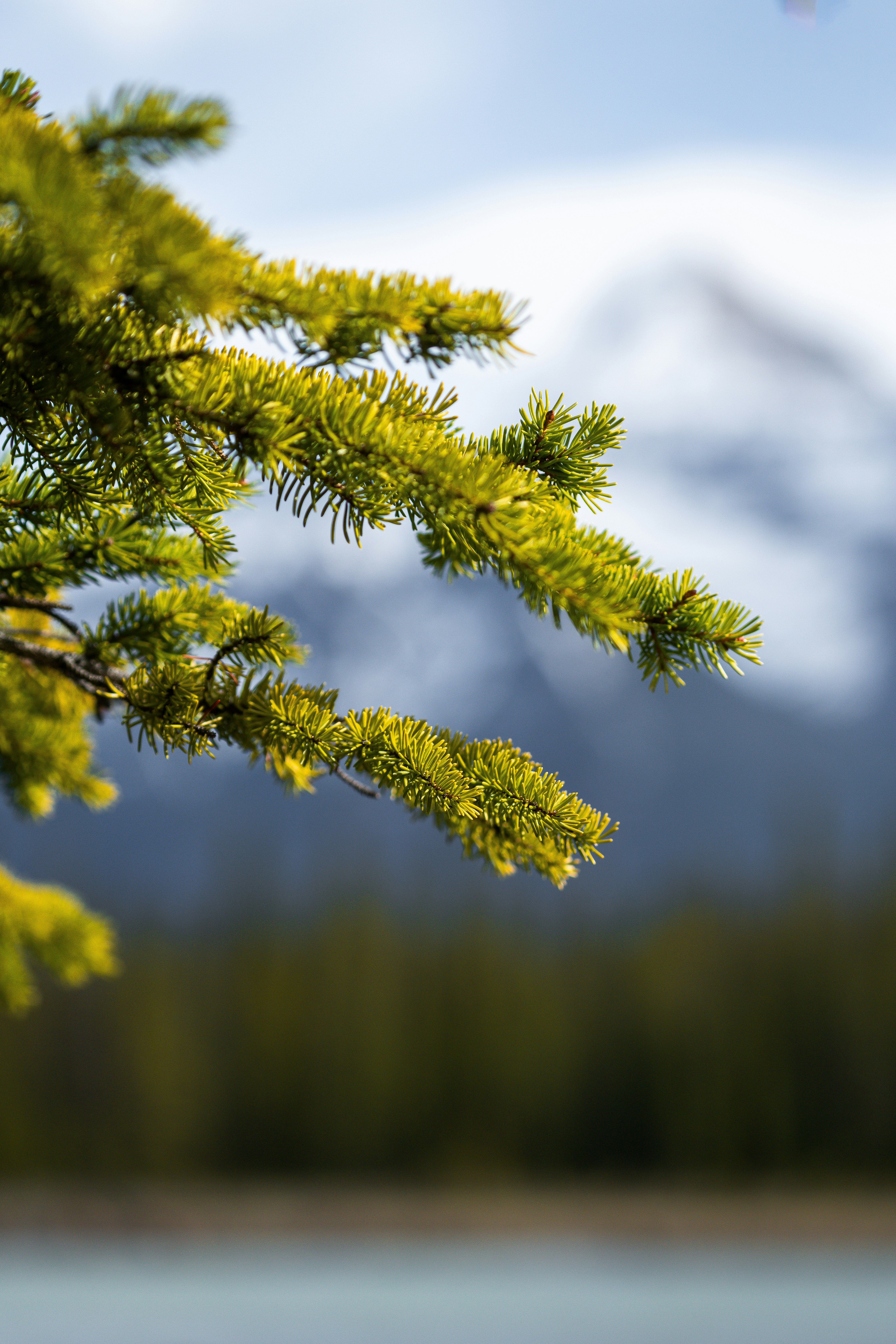 Emerald Sprigs Against a Snow-kissed Peak
