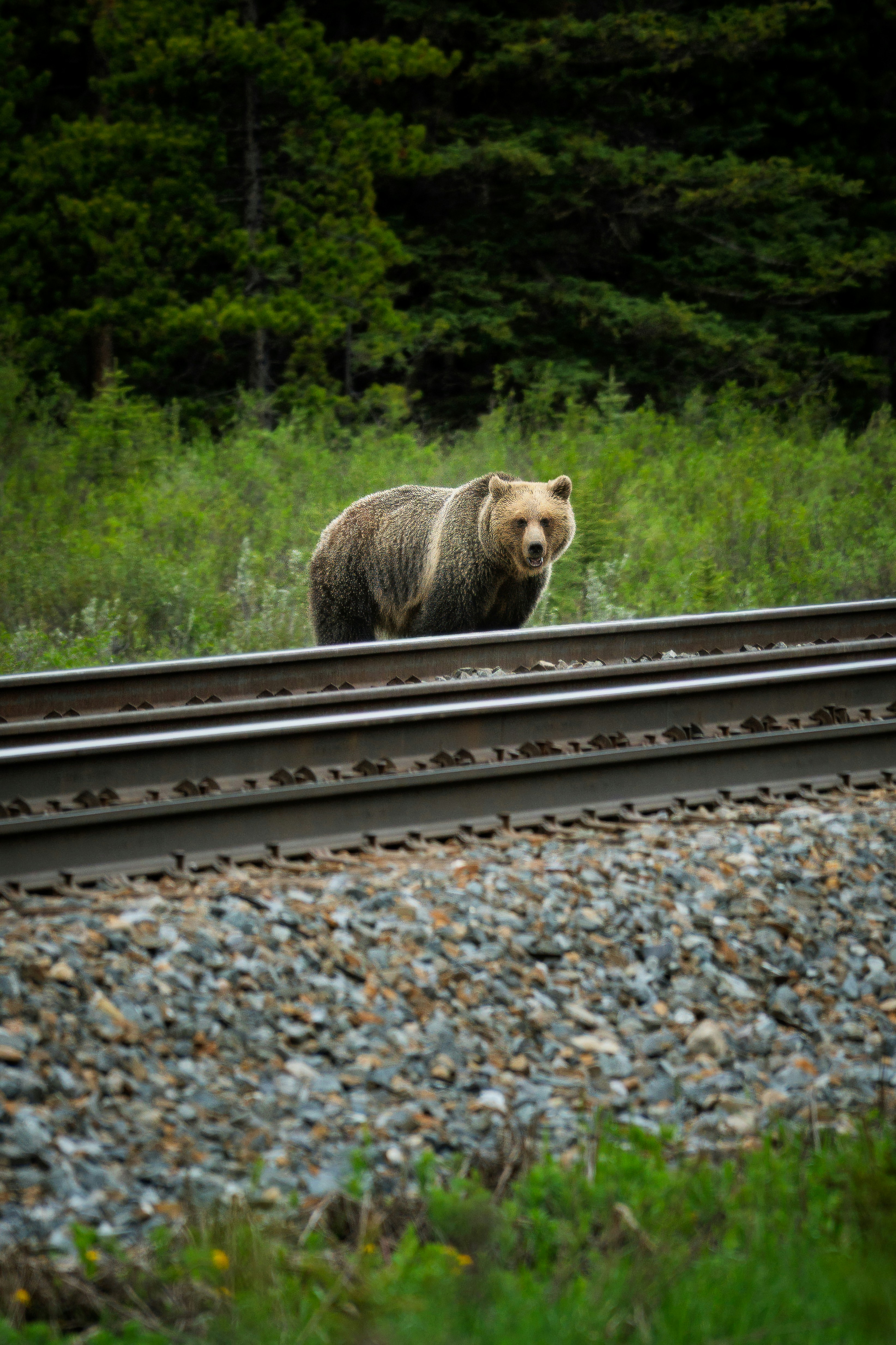 Grizzly by the Rails: A Quiet Encounter on the Tracks