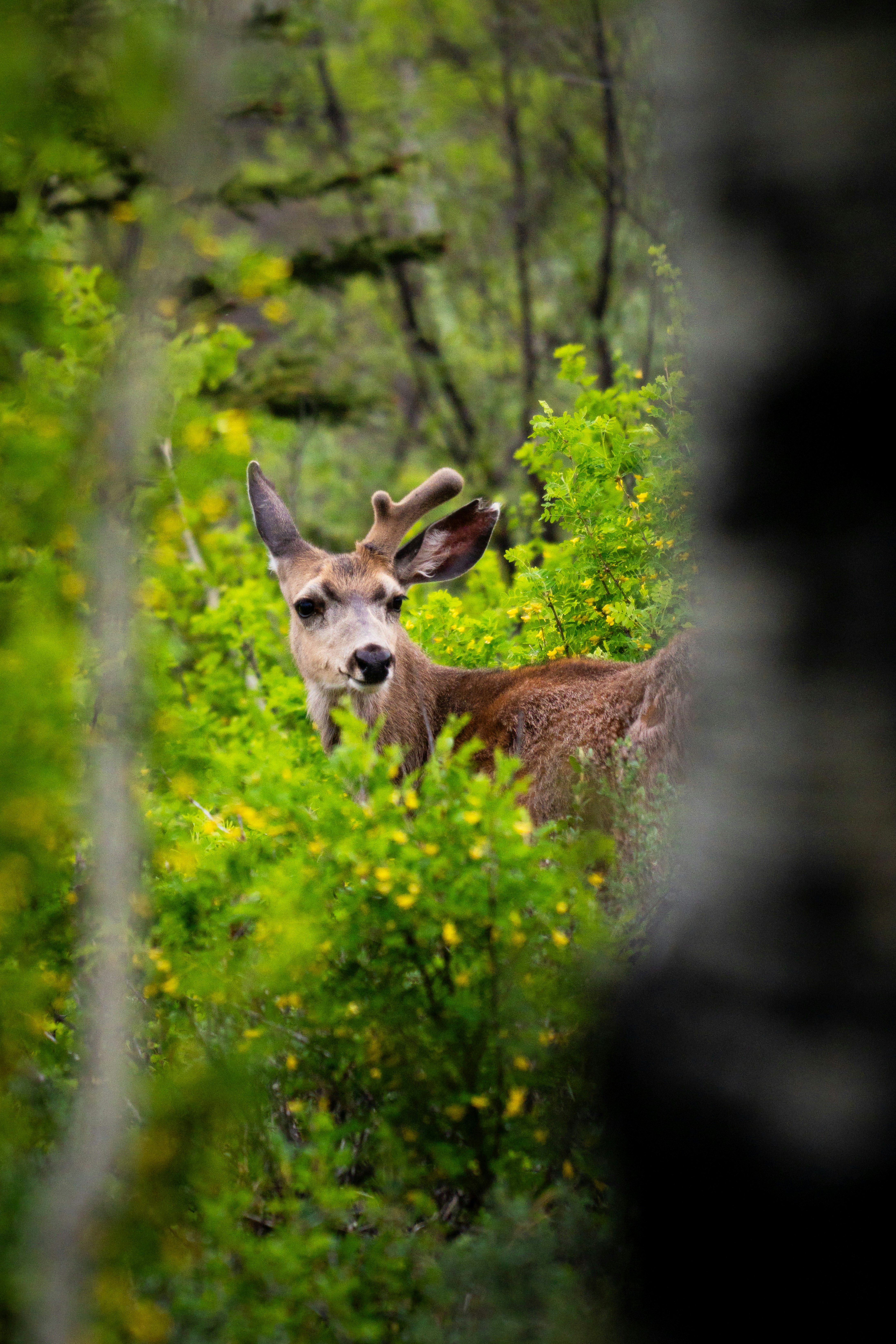 Stalking in the Green Corridor: A Deer Peeks Through Spring Foliage