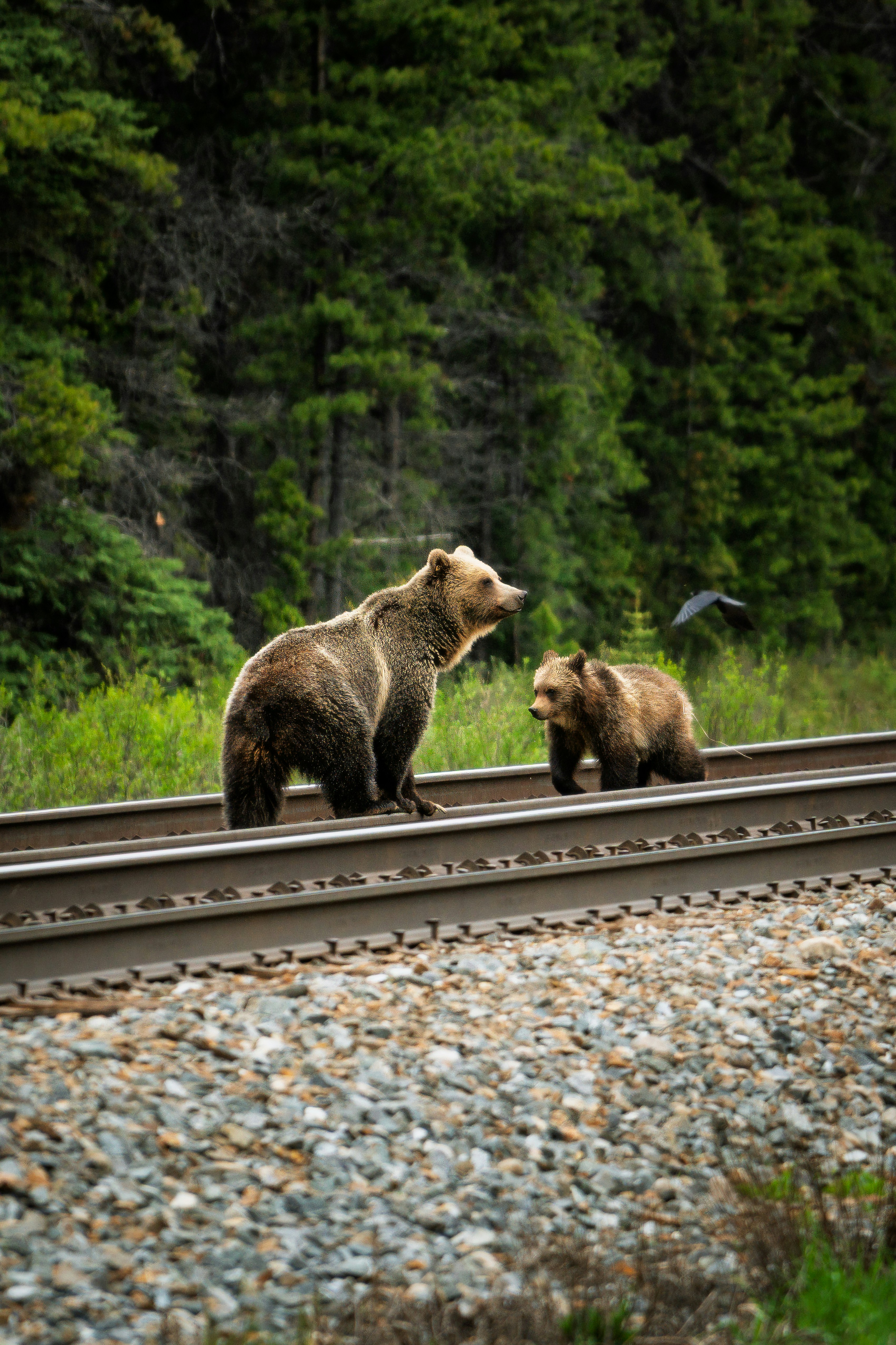 Bear Family Pause on the Rails