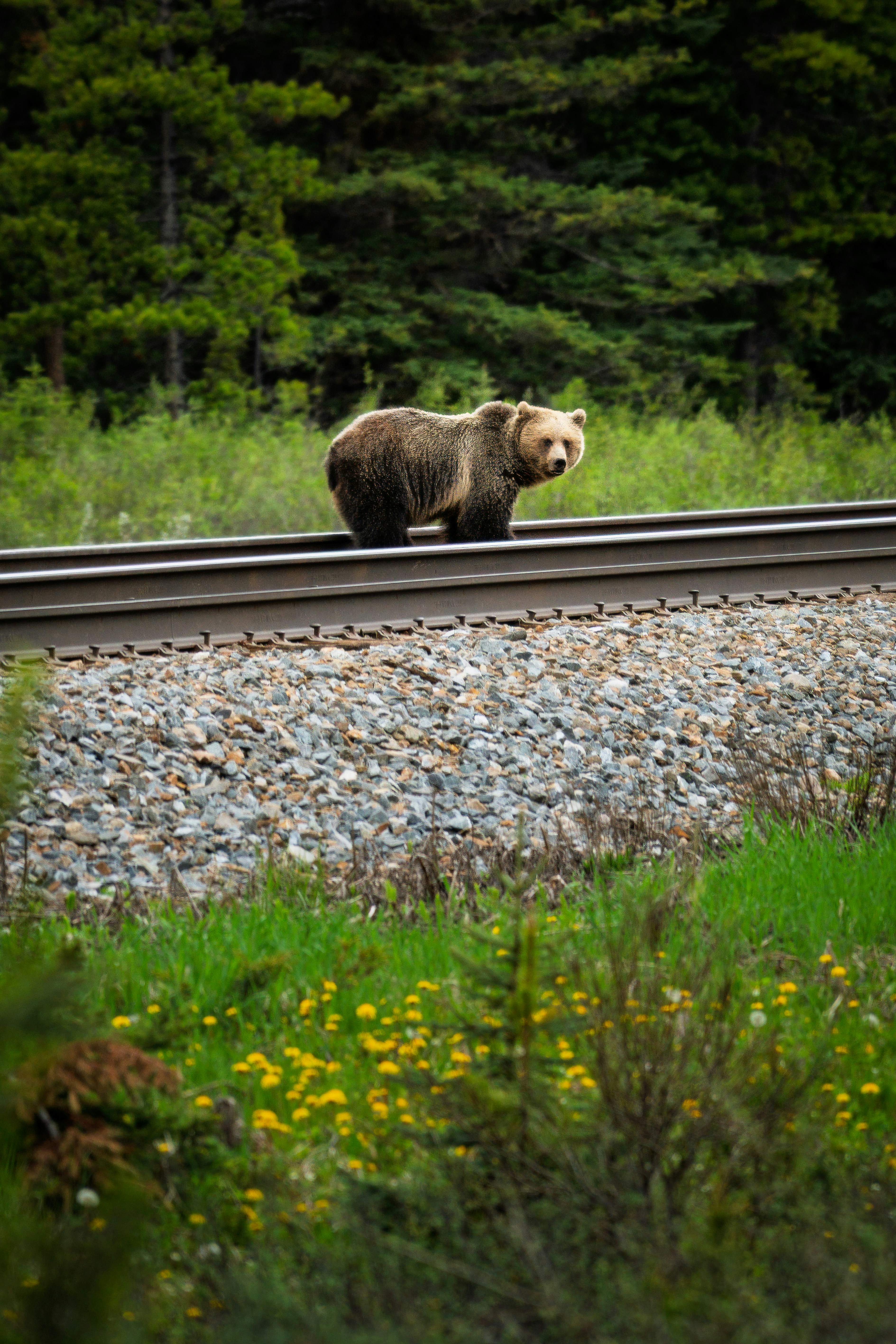 Alpine Rail Sentinel: Brown Bear Pausing on the Tracks