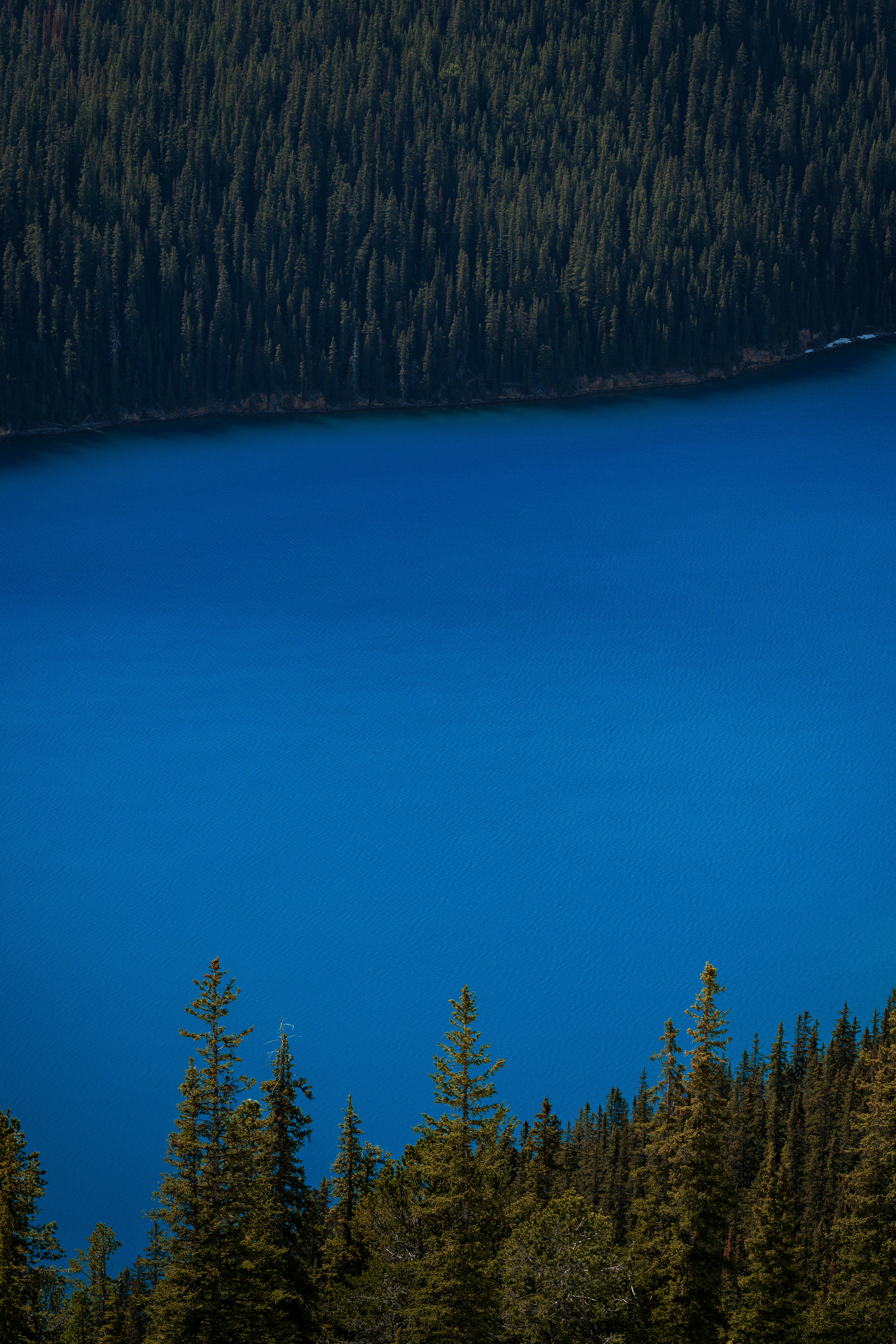 Azure Lake Fringed by Pines
