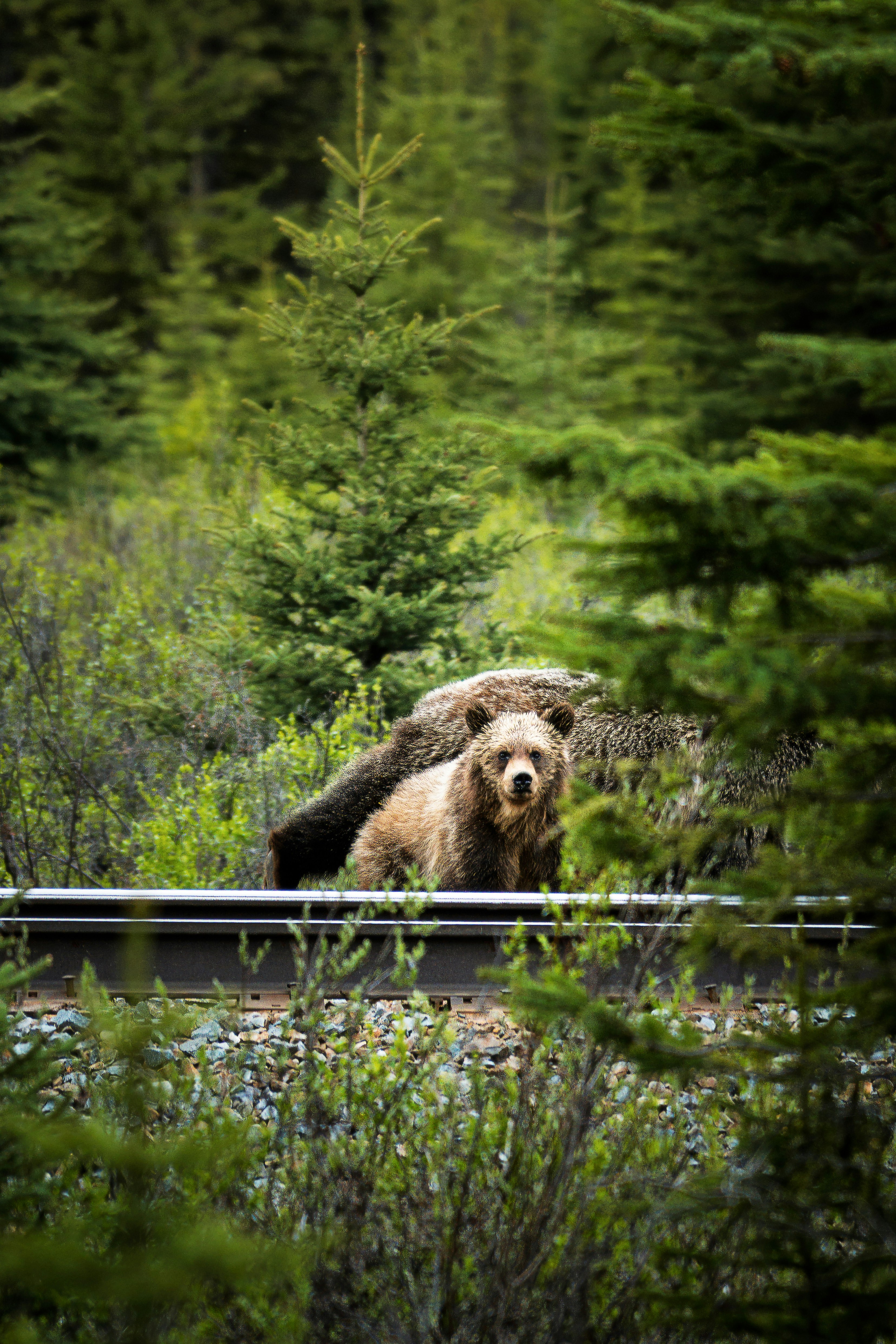 Cautious Grin on the Rails: A Bearessent Moment in the Clearing