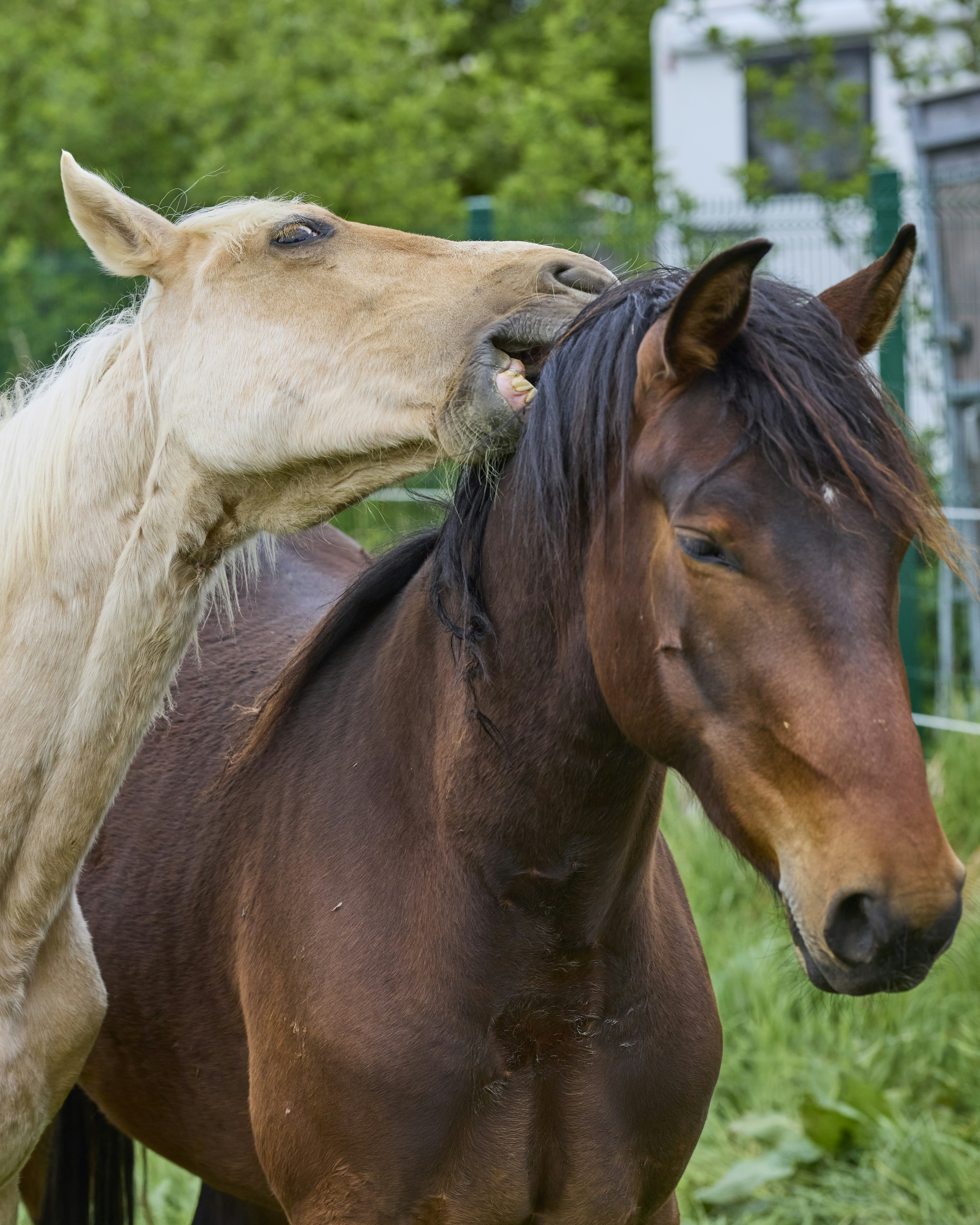 Two Horses in Gentle Interaction Against a Green Backdrop