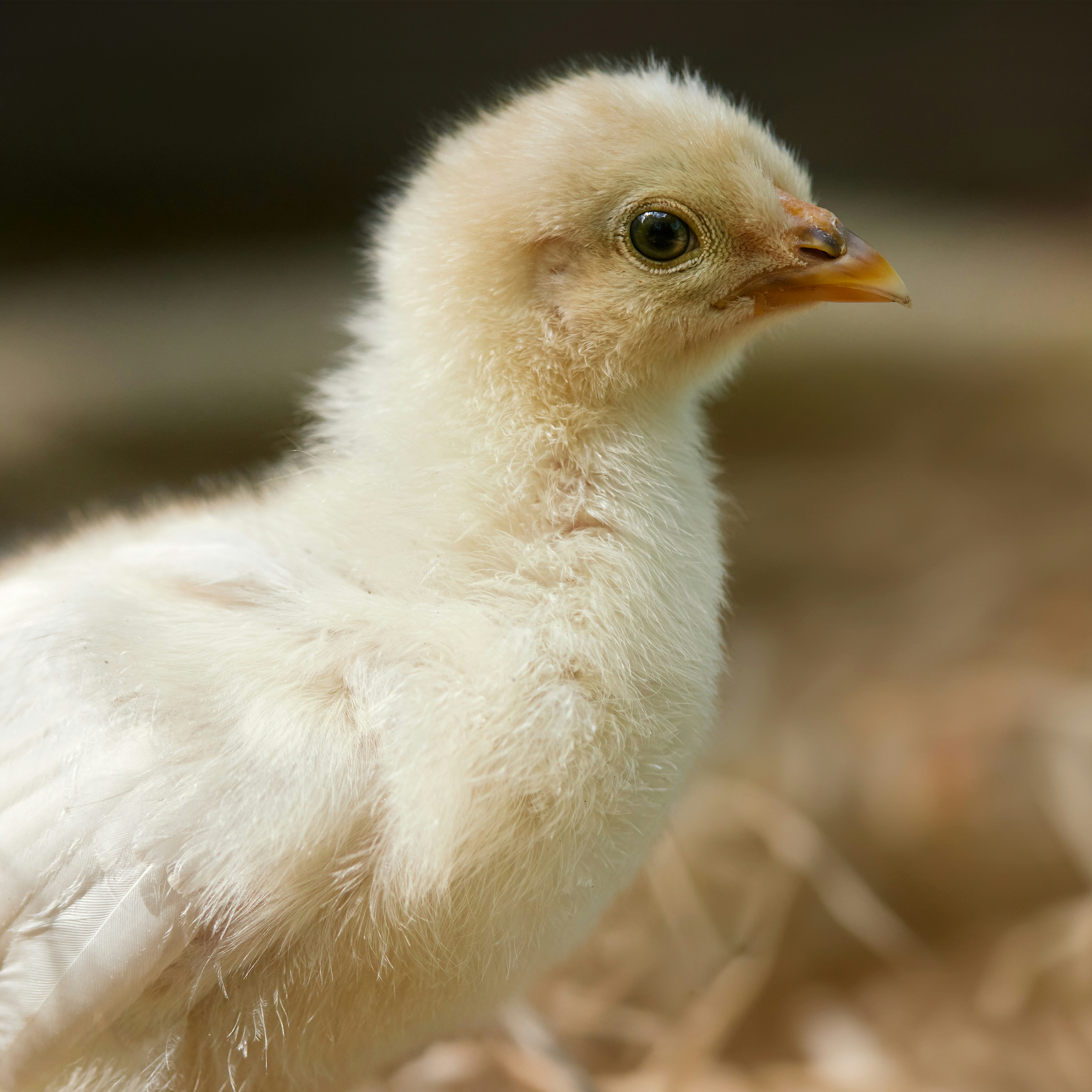Creamy Chicks: A Curious Hatchling Stares into the Open Meadow