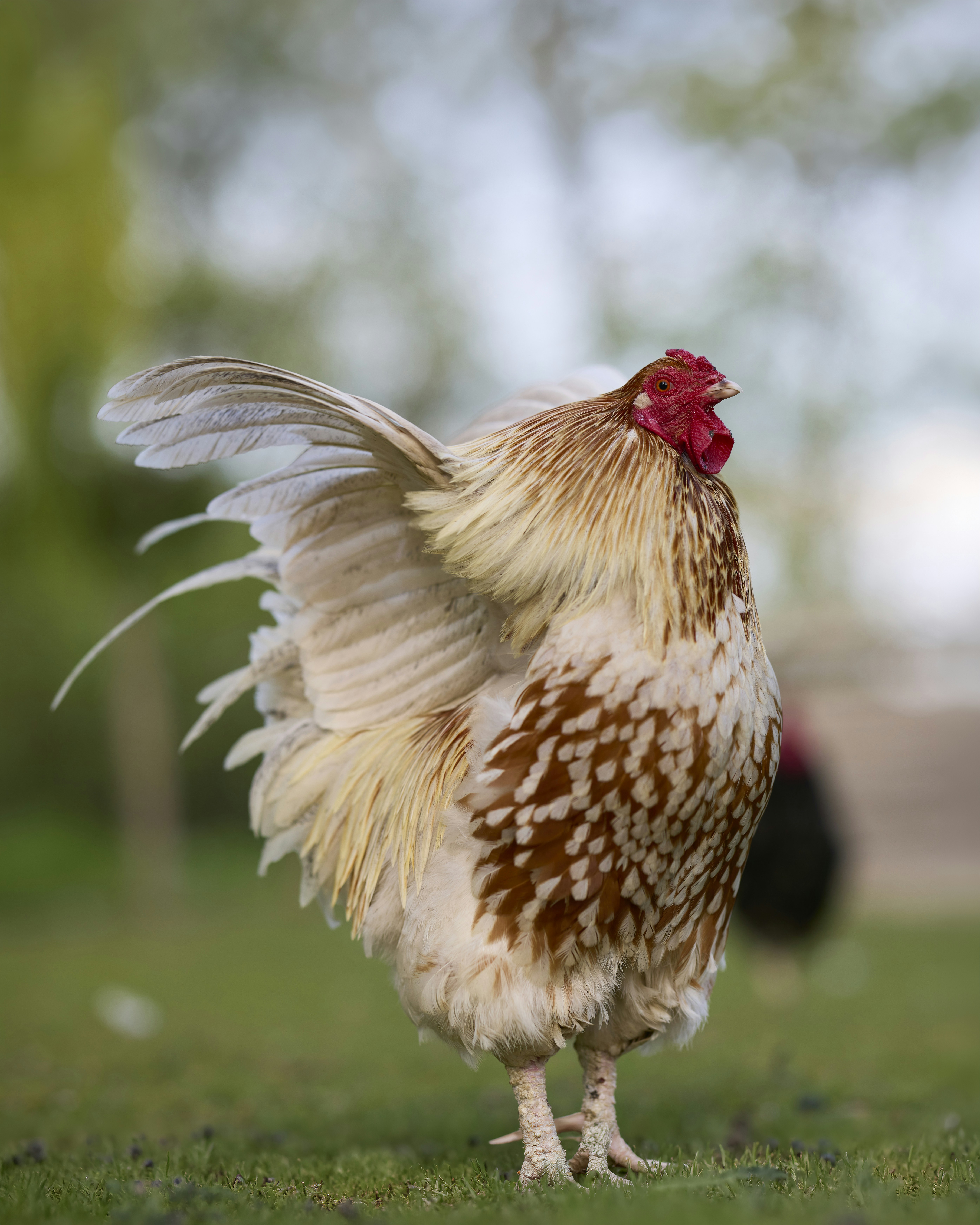 Rooster in mid-stride: sunlight catching the plume of a farmyard guardian