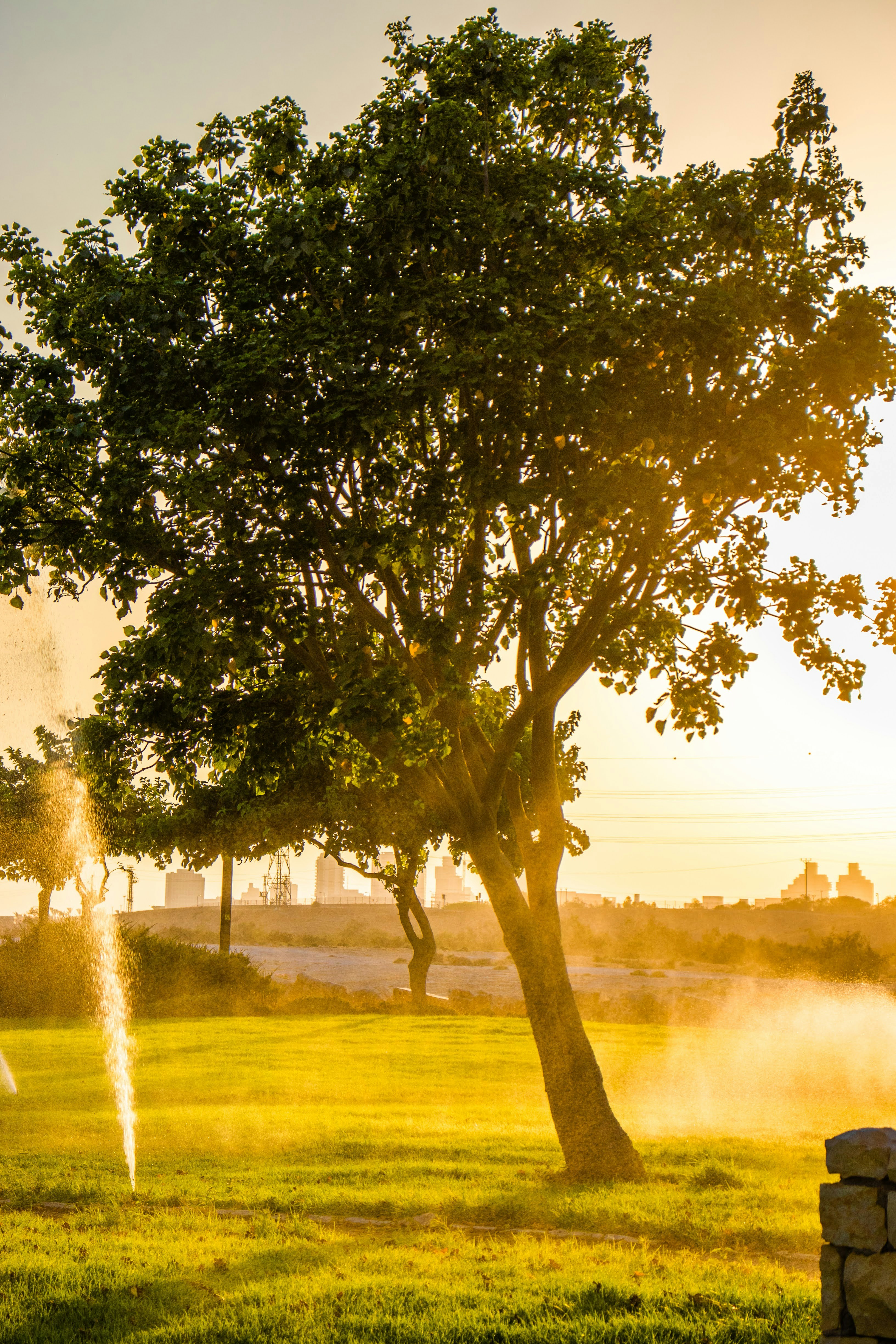 Golden Hour Sentinel: A Lone Tree Over a Misty Park