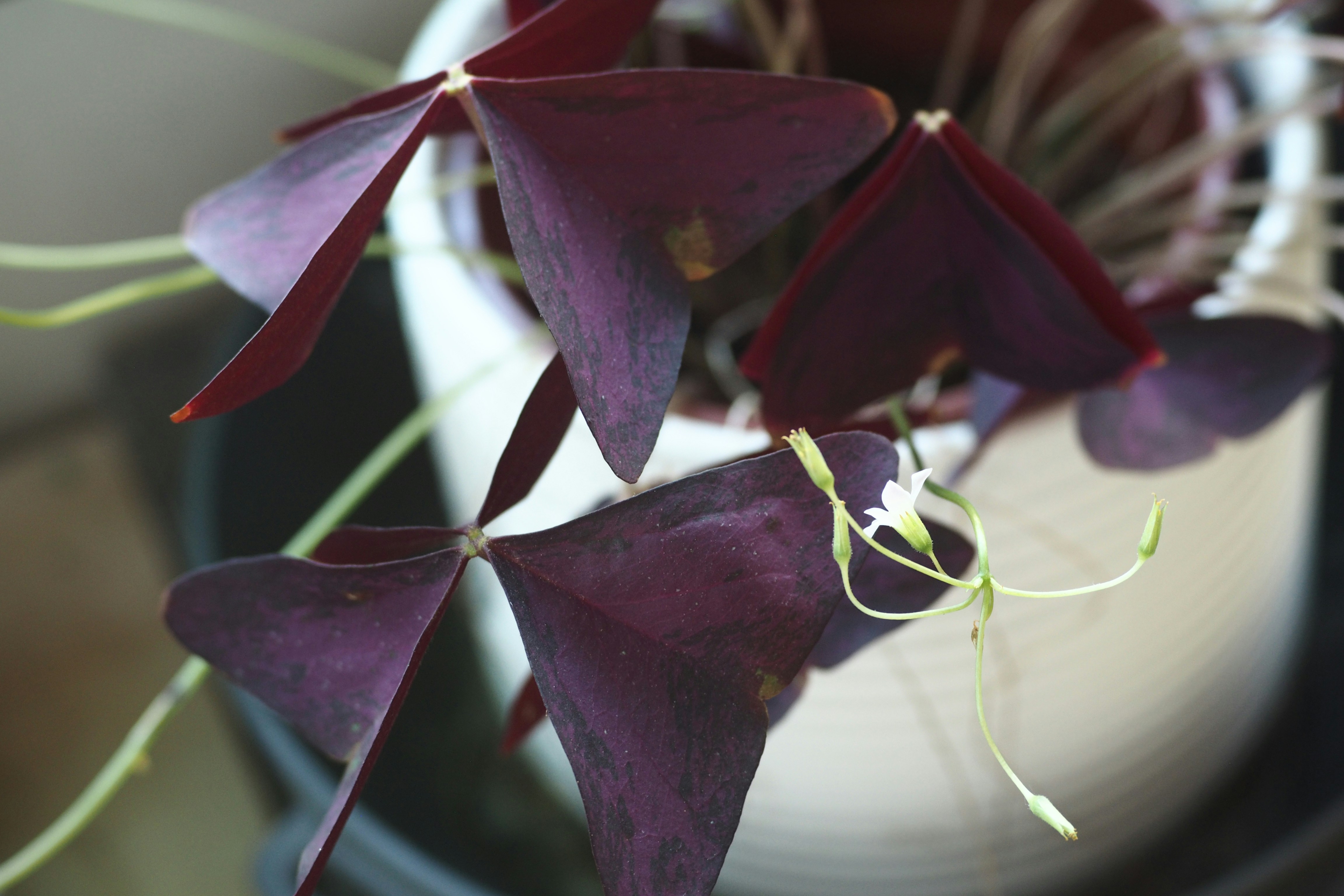 Purple Triad: A Close-Up of Velvet Leaves and Tendrils