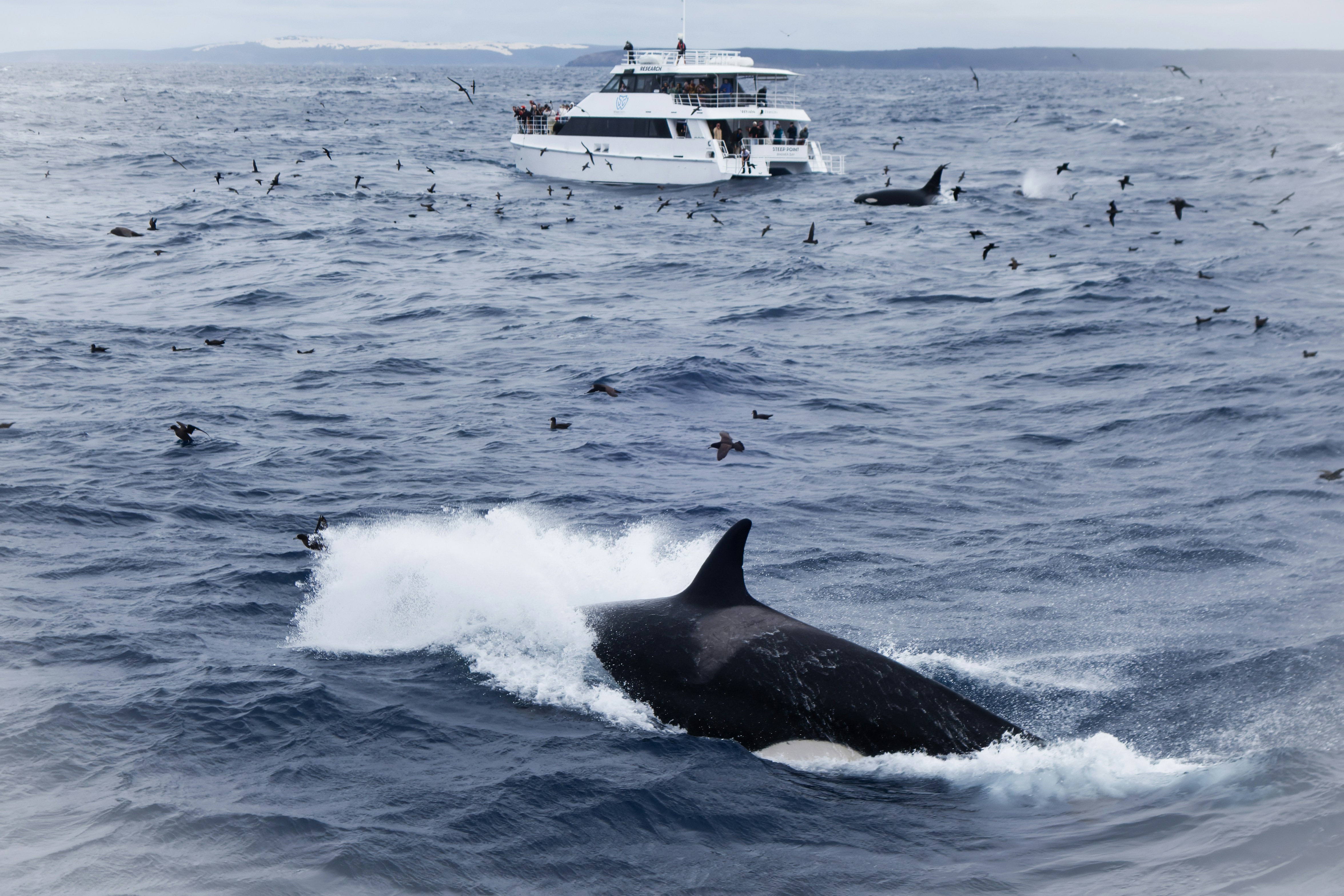 Broadside Orca Break: A Whale Beneath a Fleet of Observers