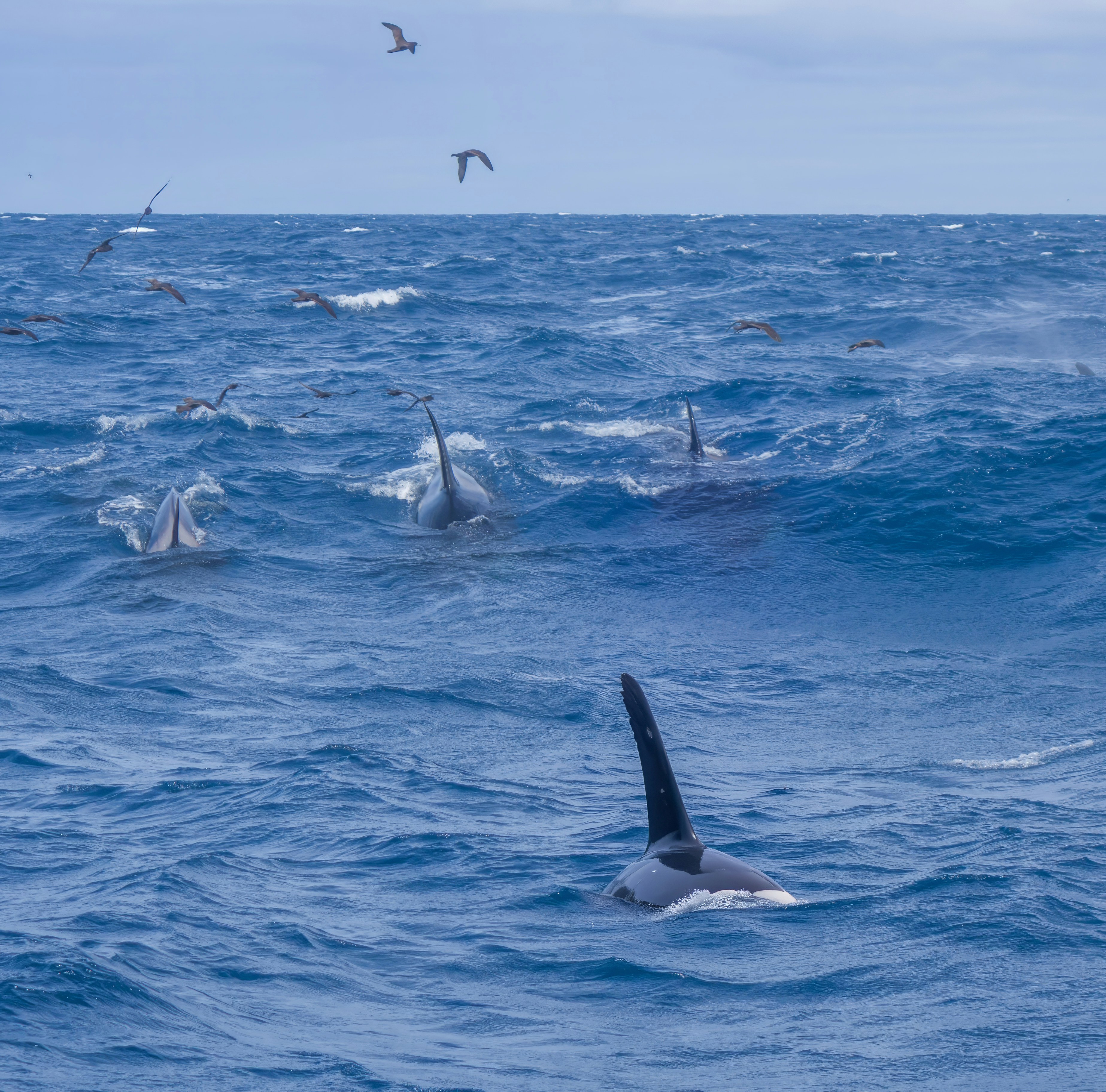 Orcas at the Ocean’s Edge: A Sighting over Blue‑Grey Swells
