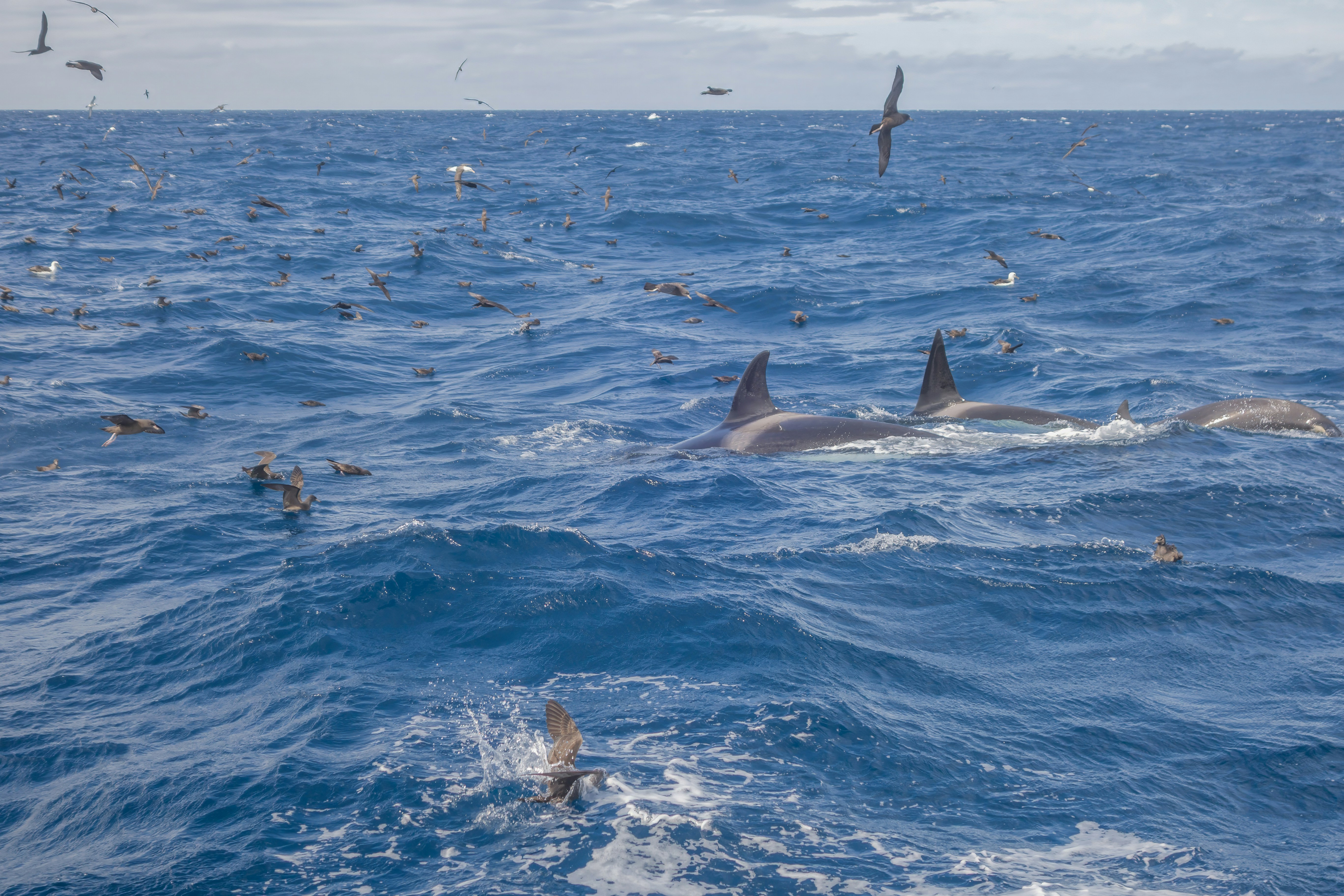 Dolphin Pods Surf the Ocean Surge