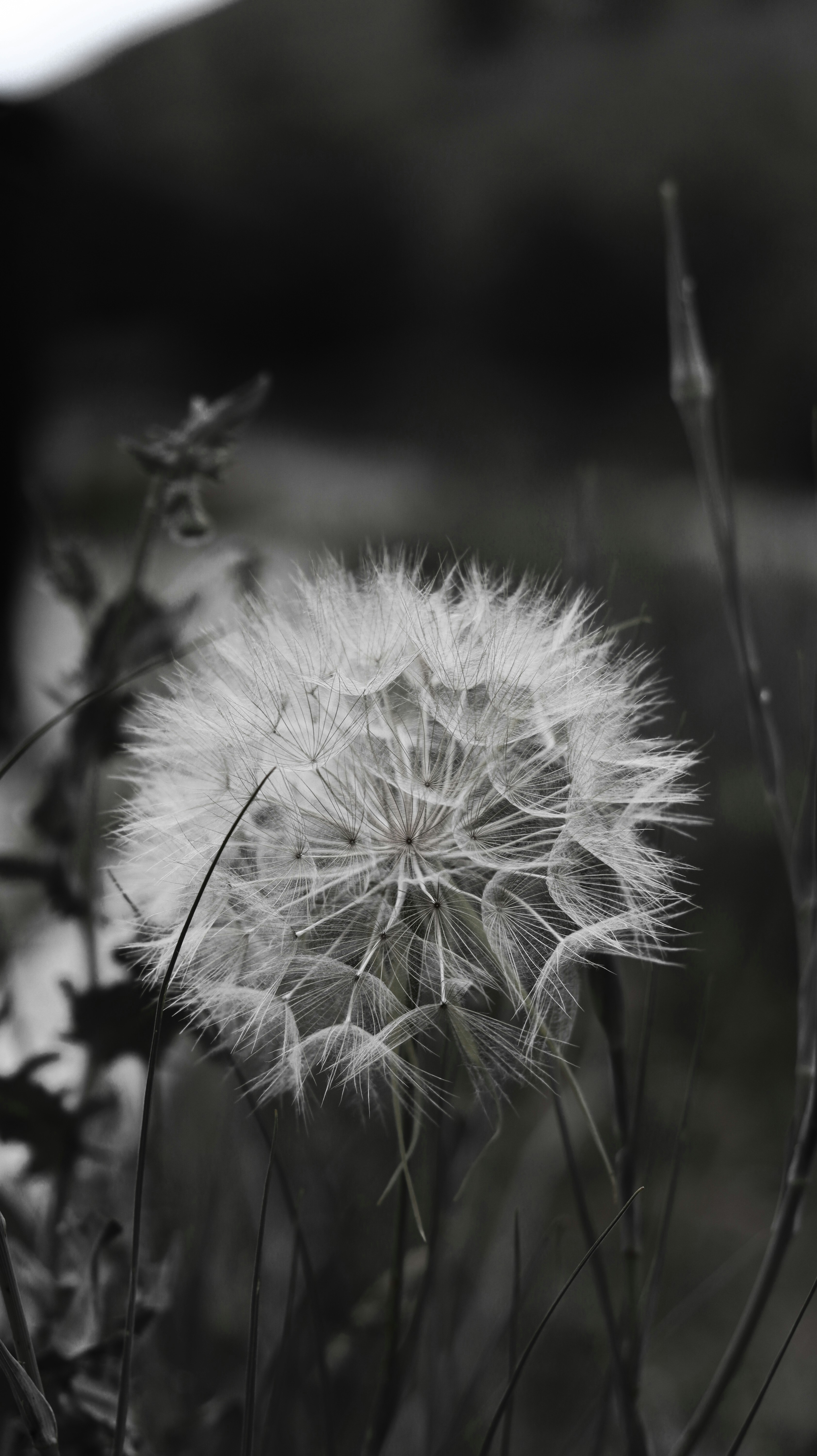 Whispering Seedhead: A Monochrome Close-Up of a Dandelion