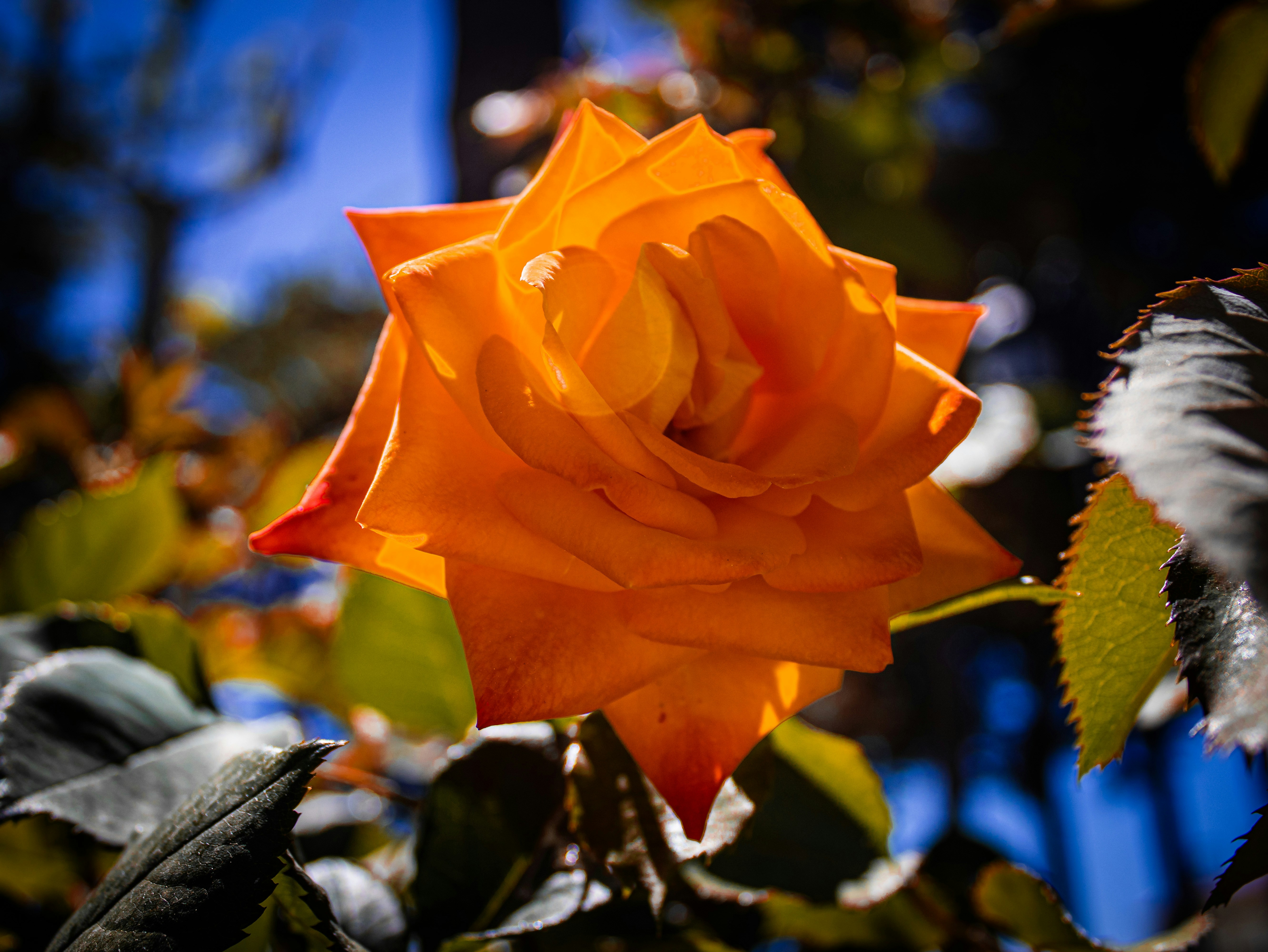 Orange Rose in Summer Sunlight with Denim Sky Blur