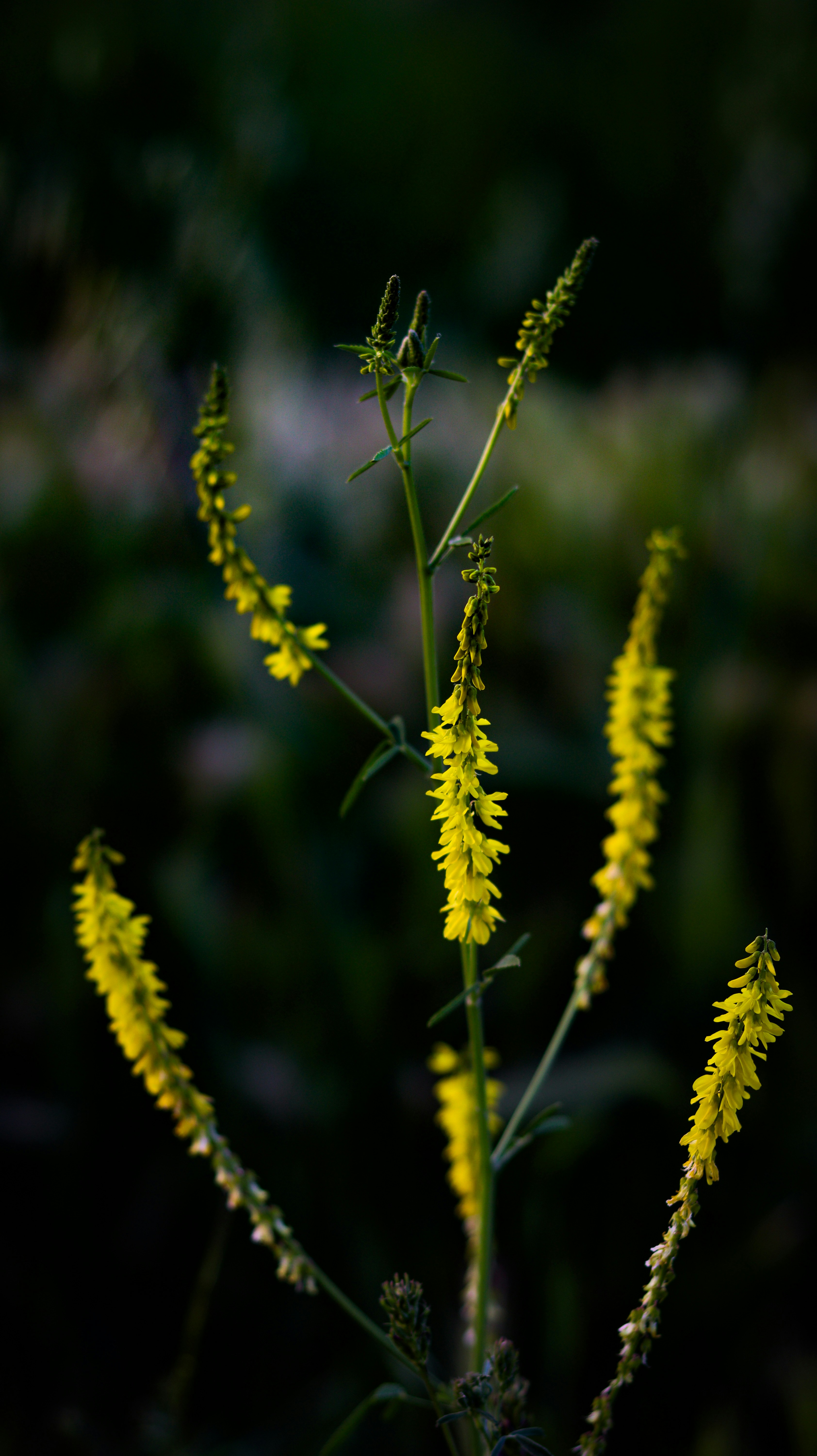 Golden Spires: Yellow blooms Reaching Into Dappled Light