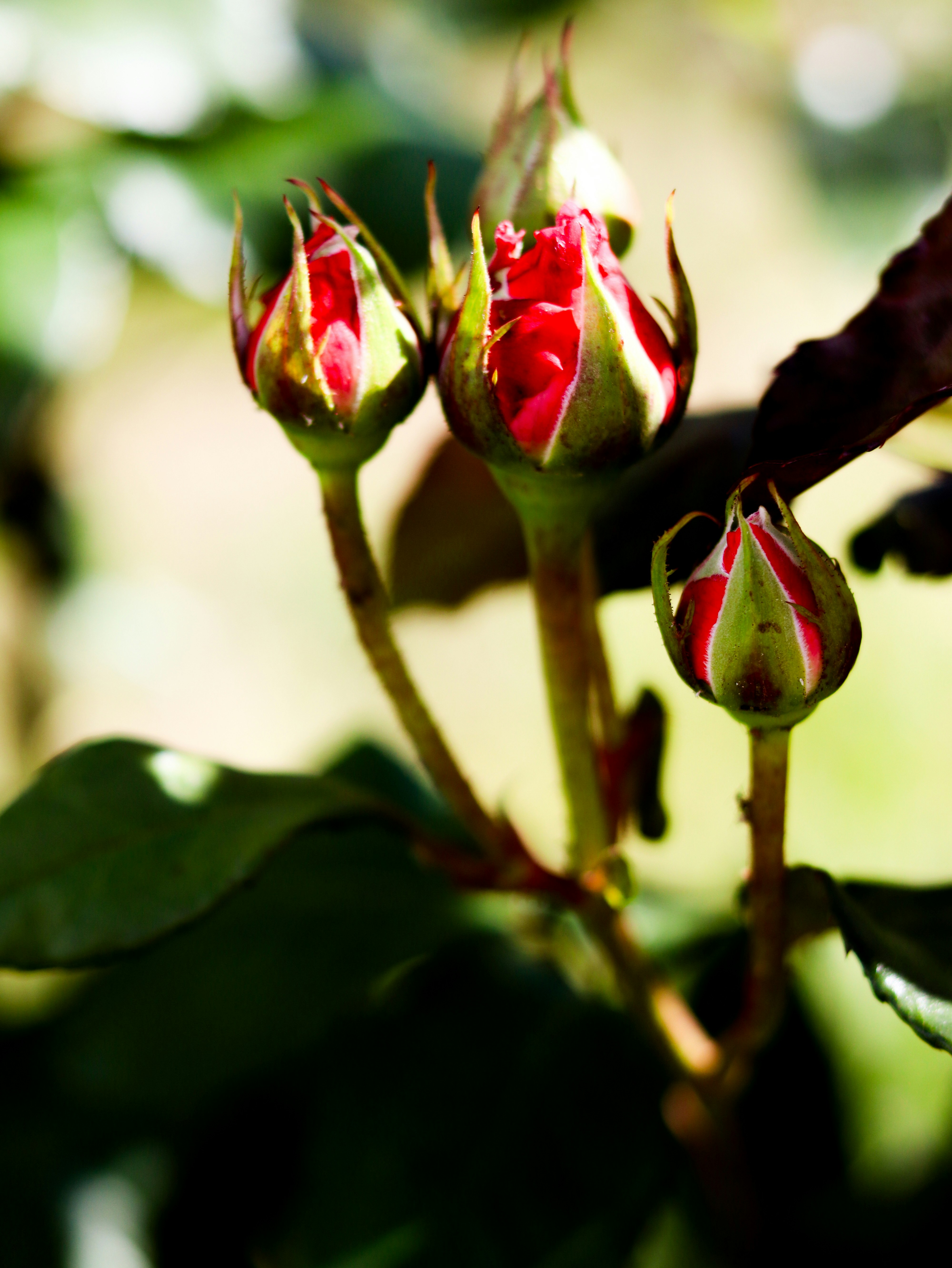 Red Buds in Bloom: A Close-Up of Rose Bud Clusters against Sunlit Foliage
