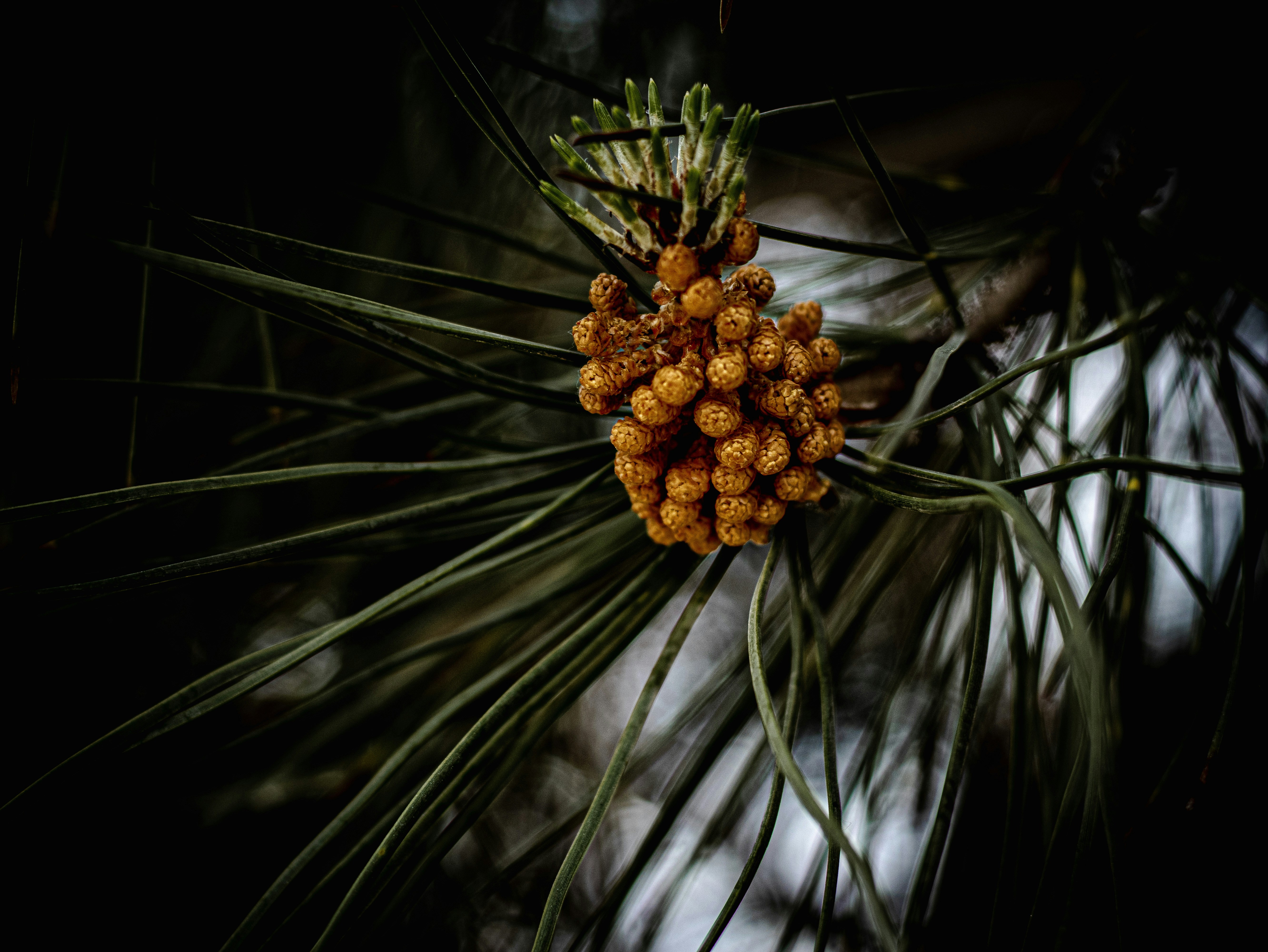 Citrus Cluster on Pine: A Close-Up of a Golden Bough