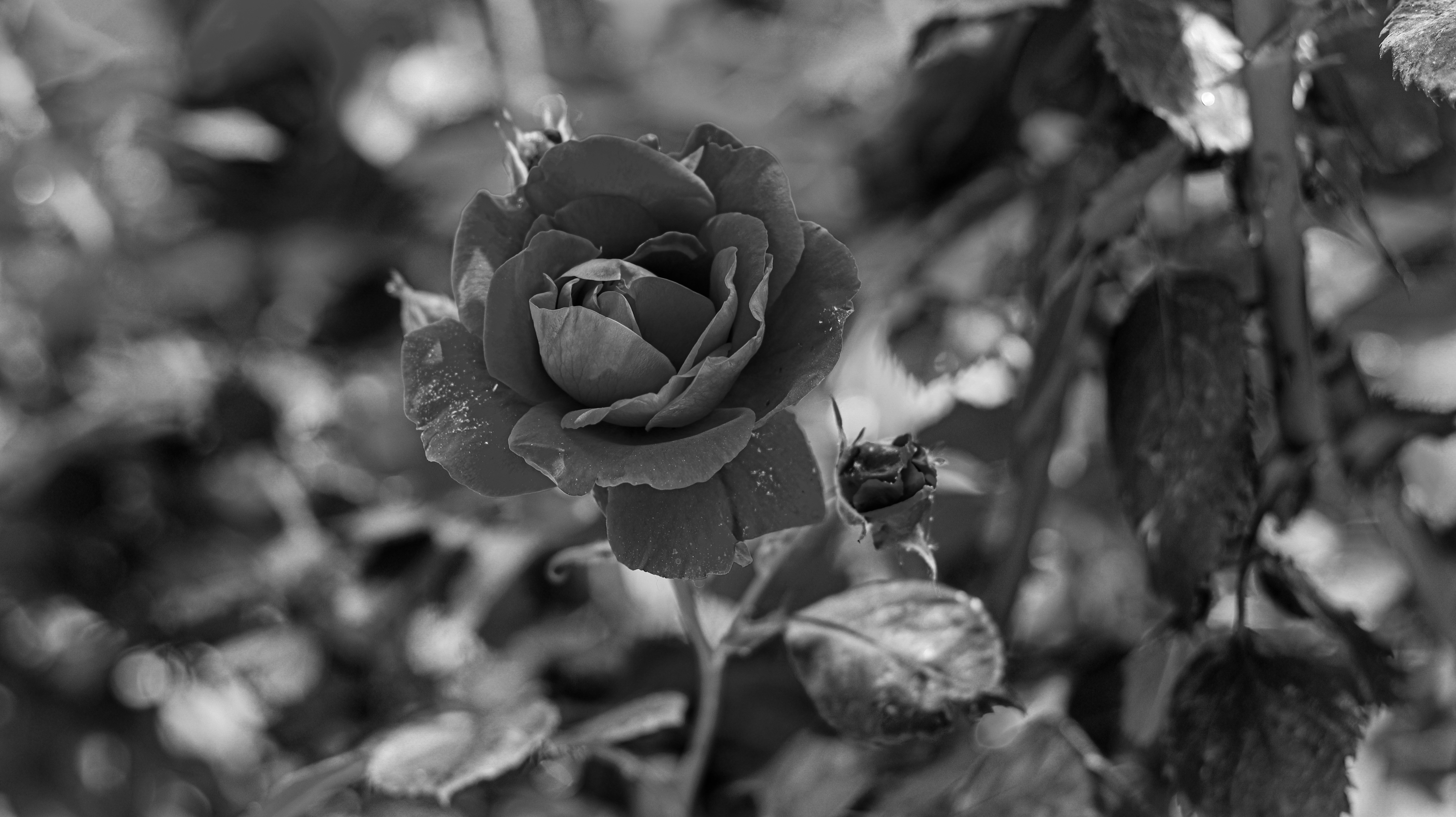 Bloom in grayscale: a lone rose in focus amid shadowed foliage
