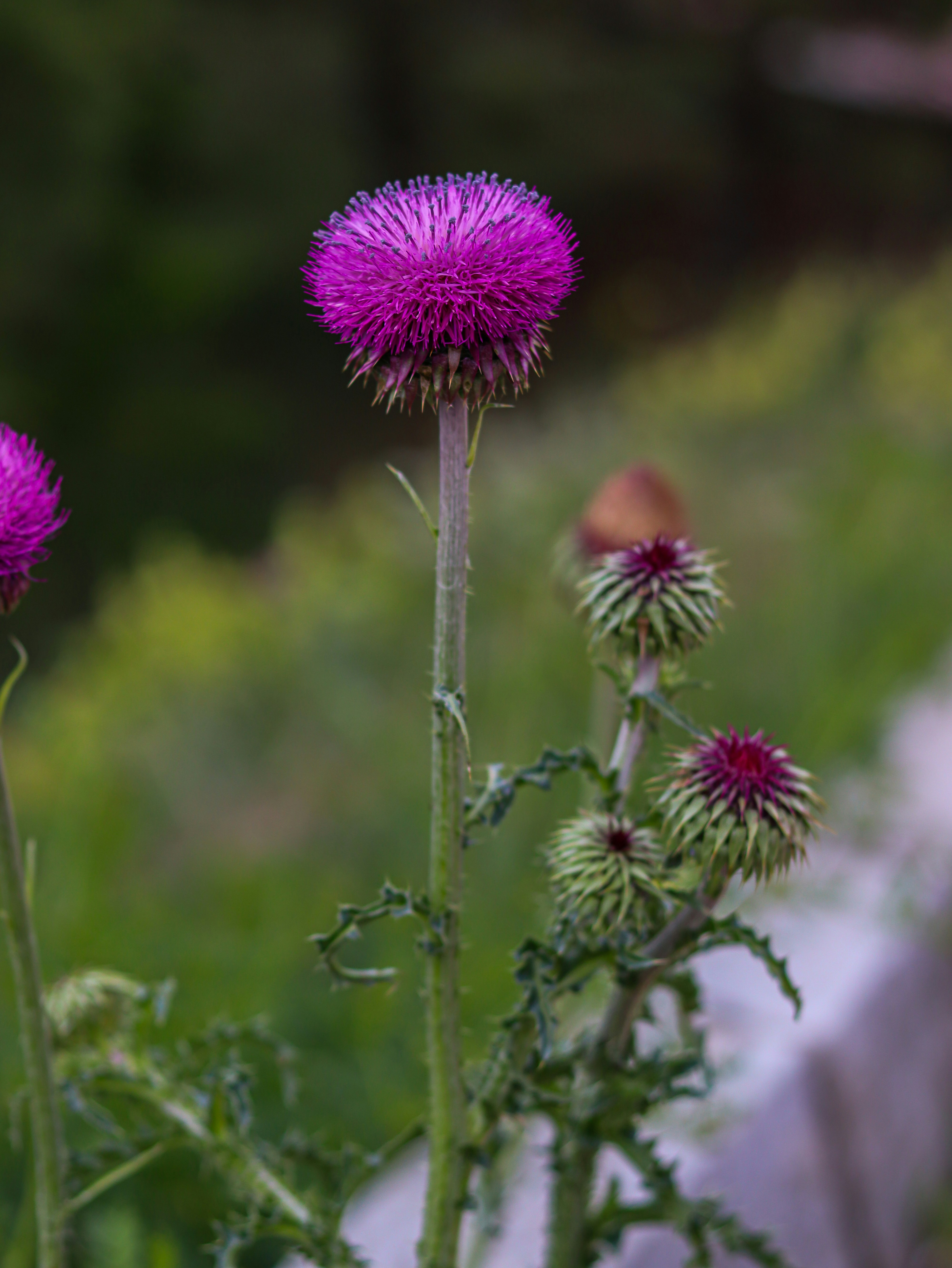 Purple Crowned Globe: A Close Portrait of Thistle Bloom Against Soft Green Blur
