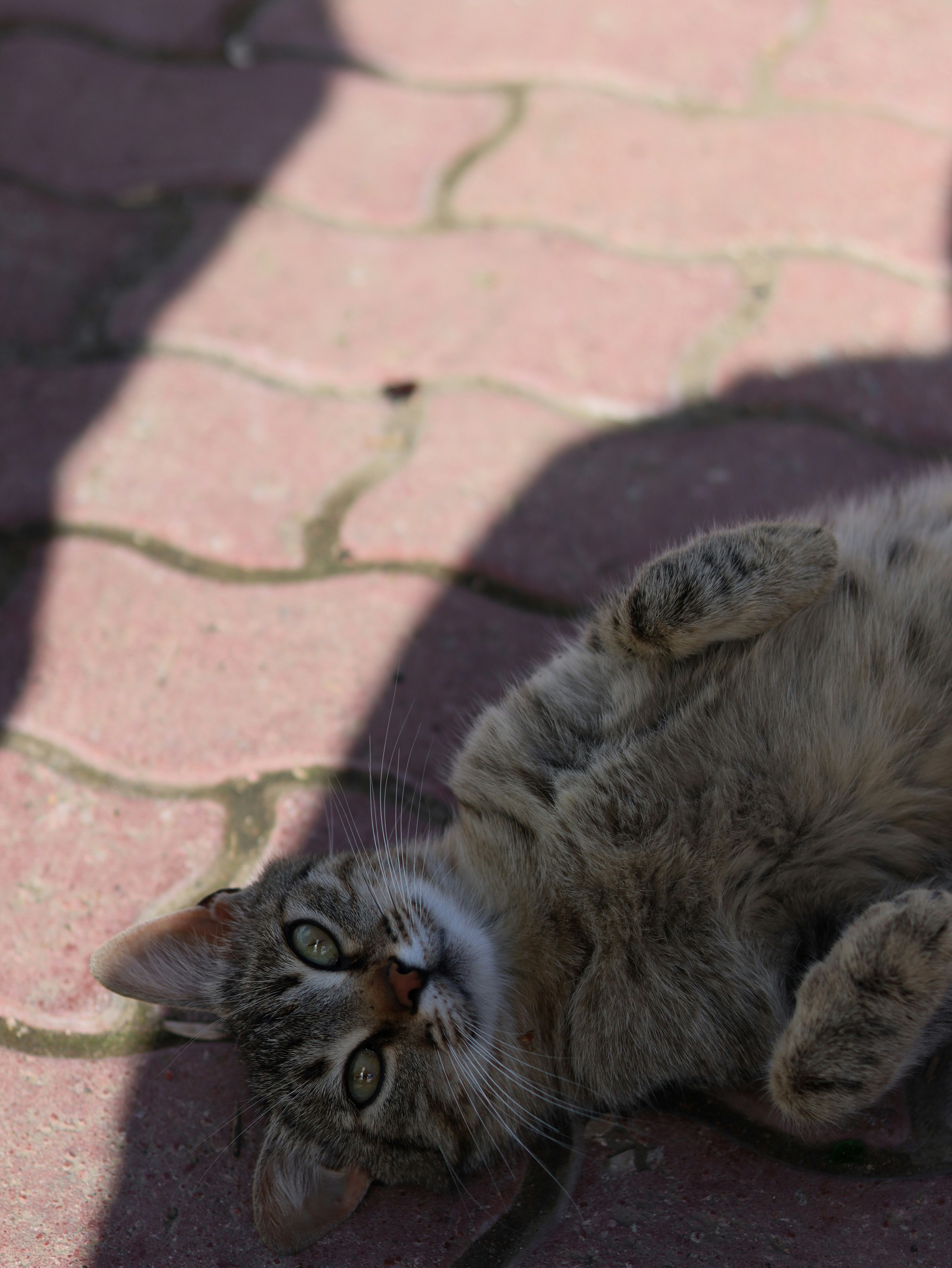 Lying Cat in Dappled Shade on Brick Path
