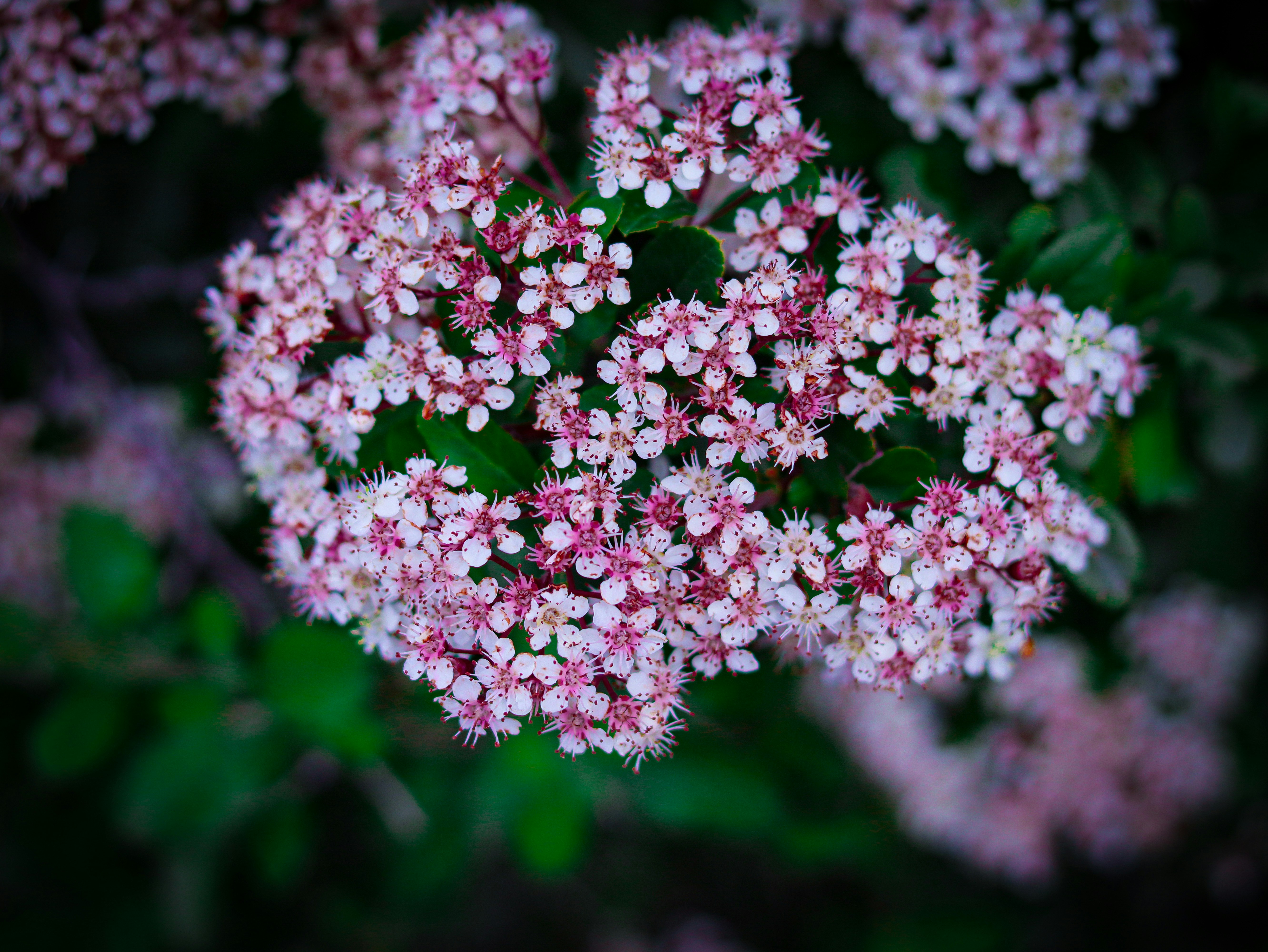 Soft pink umbels: a close-up of delicate blossoms against a blurred green backdrop