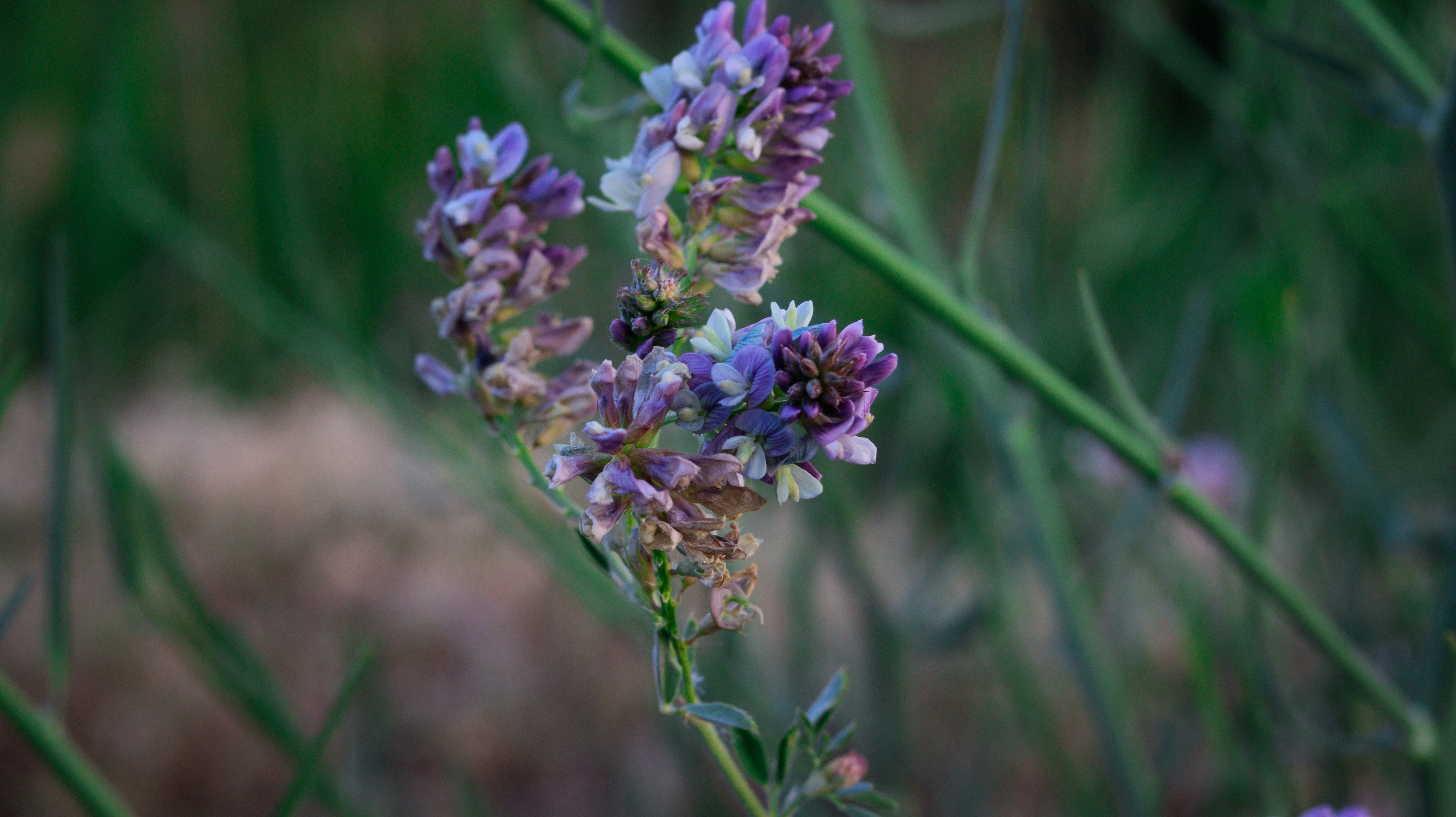 Lavender Bloom in Soft Focus Field