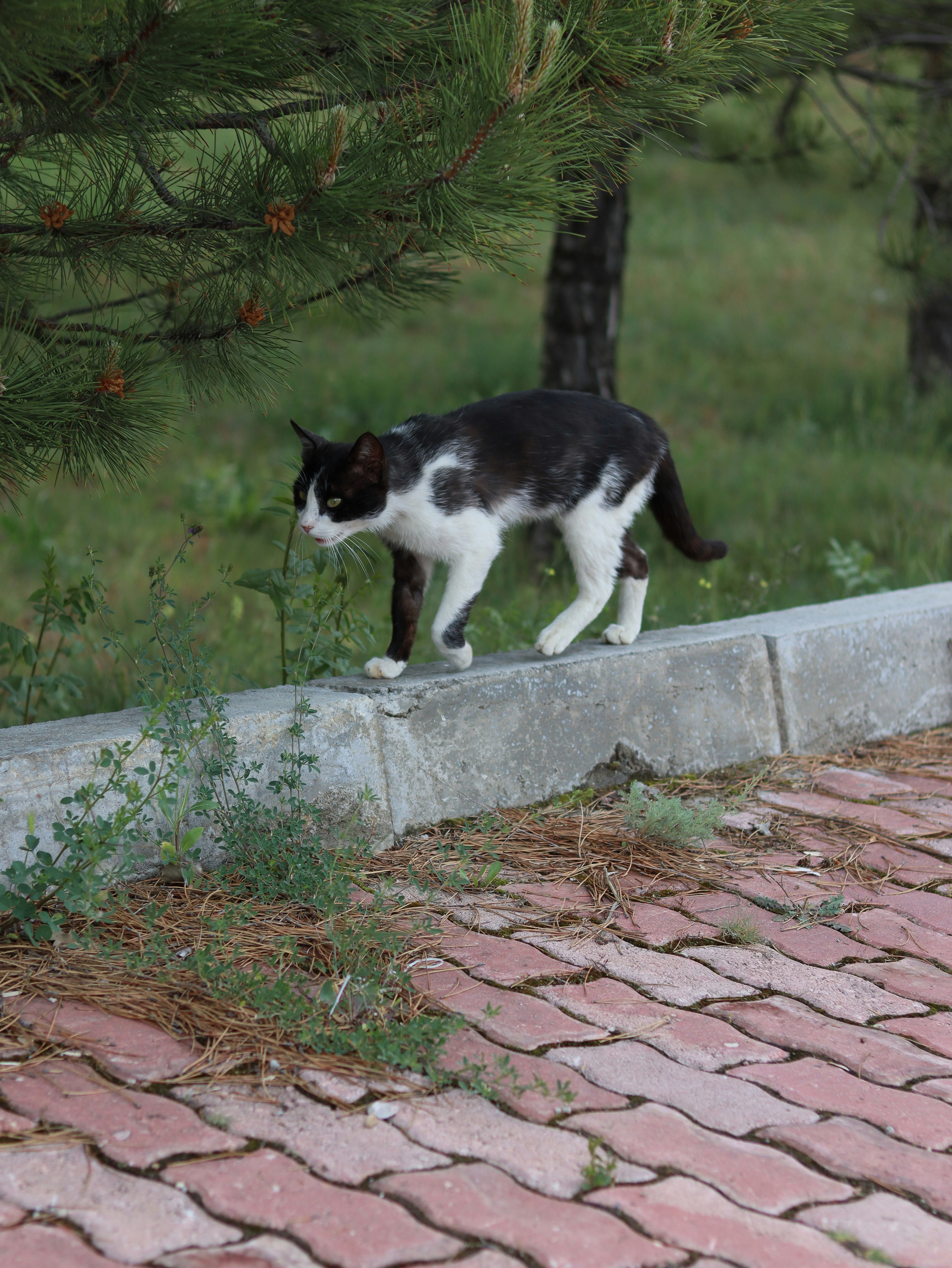 Cat on the Park Concrete: A Quiet Walk Along the Edge
