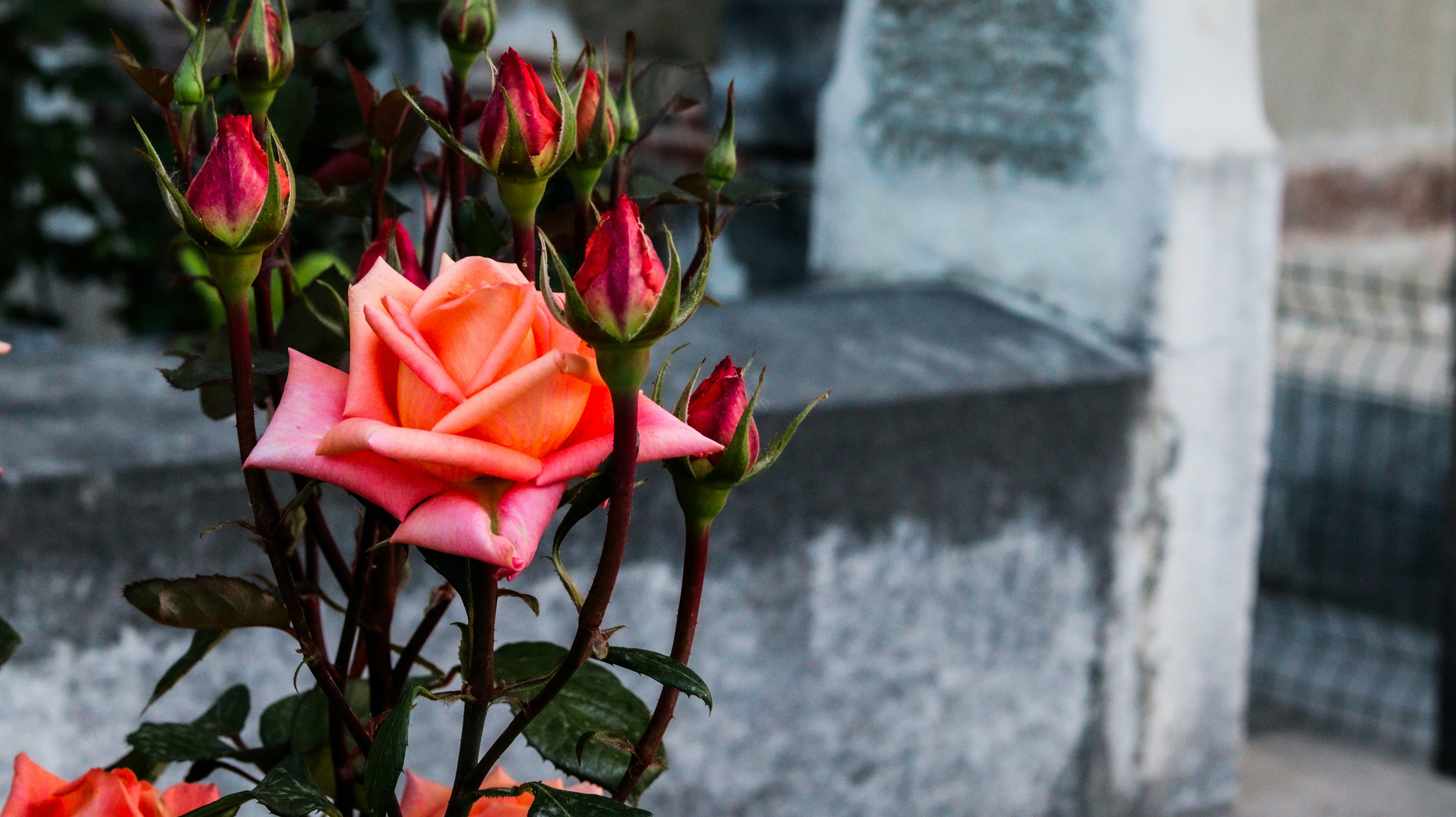 Rose in Bloom Against Weathered Steps