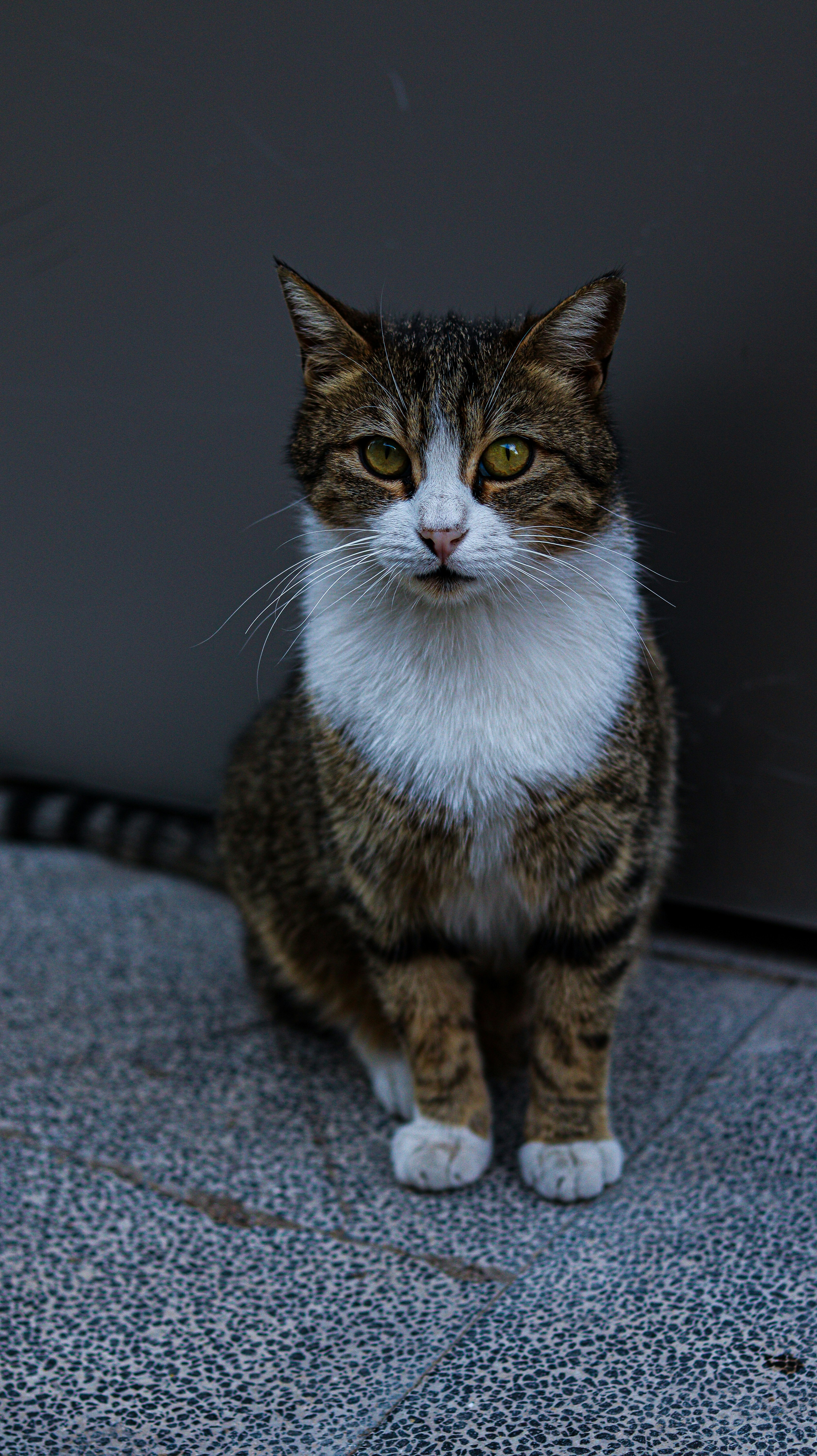 A tabby and white cat sitting on a gray surface.