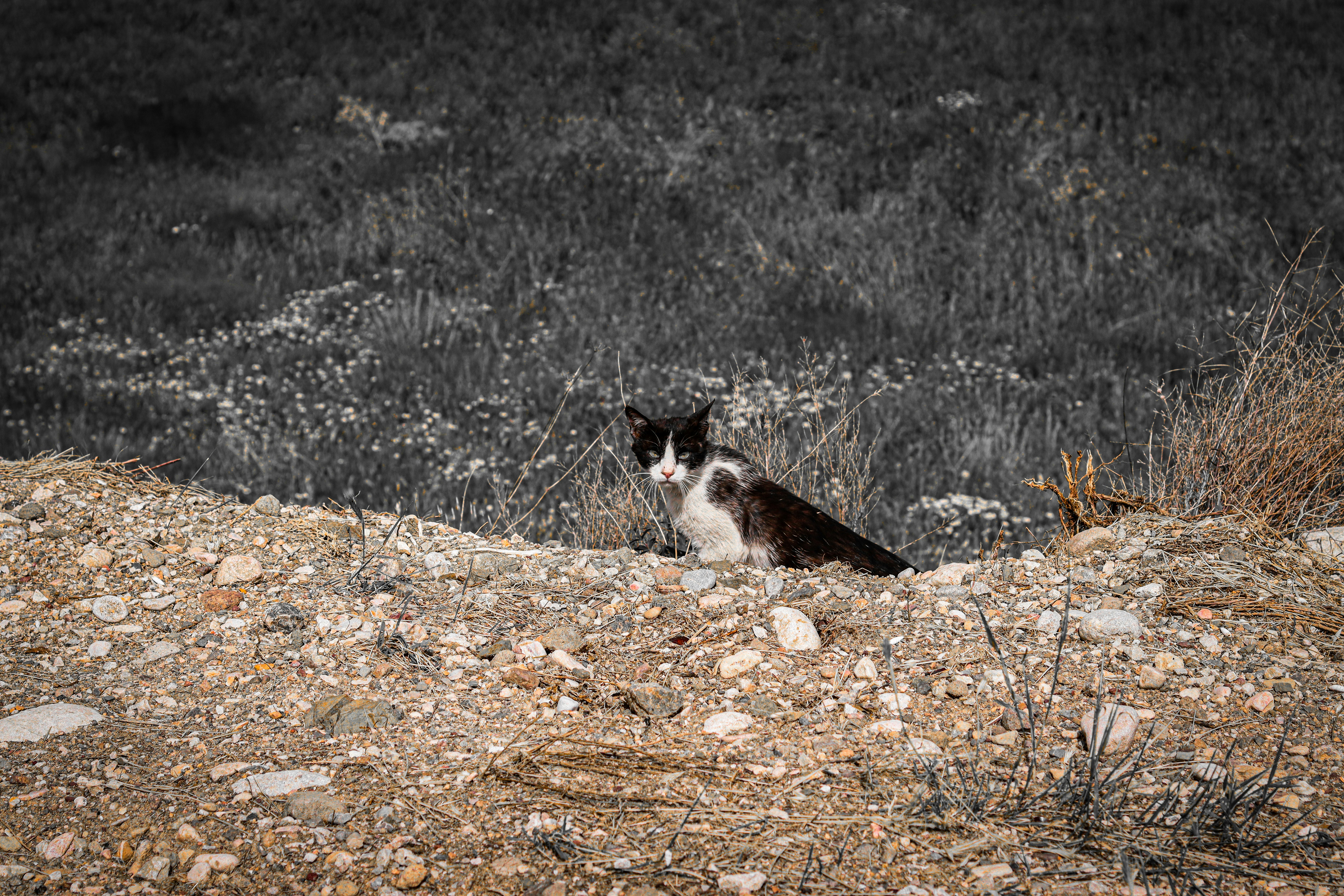 Dusty hillside watch: a black-and-white cat perched among gravel and sparse scrub