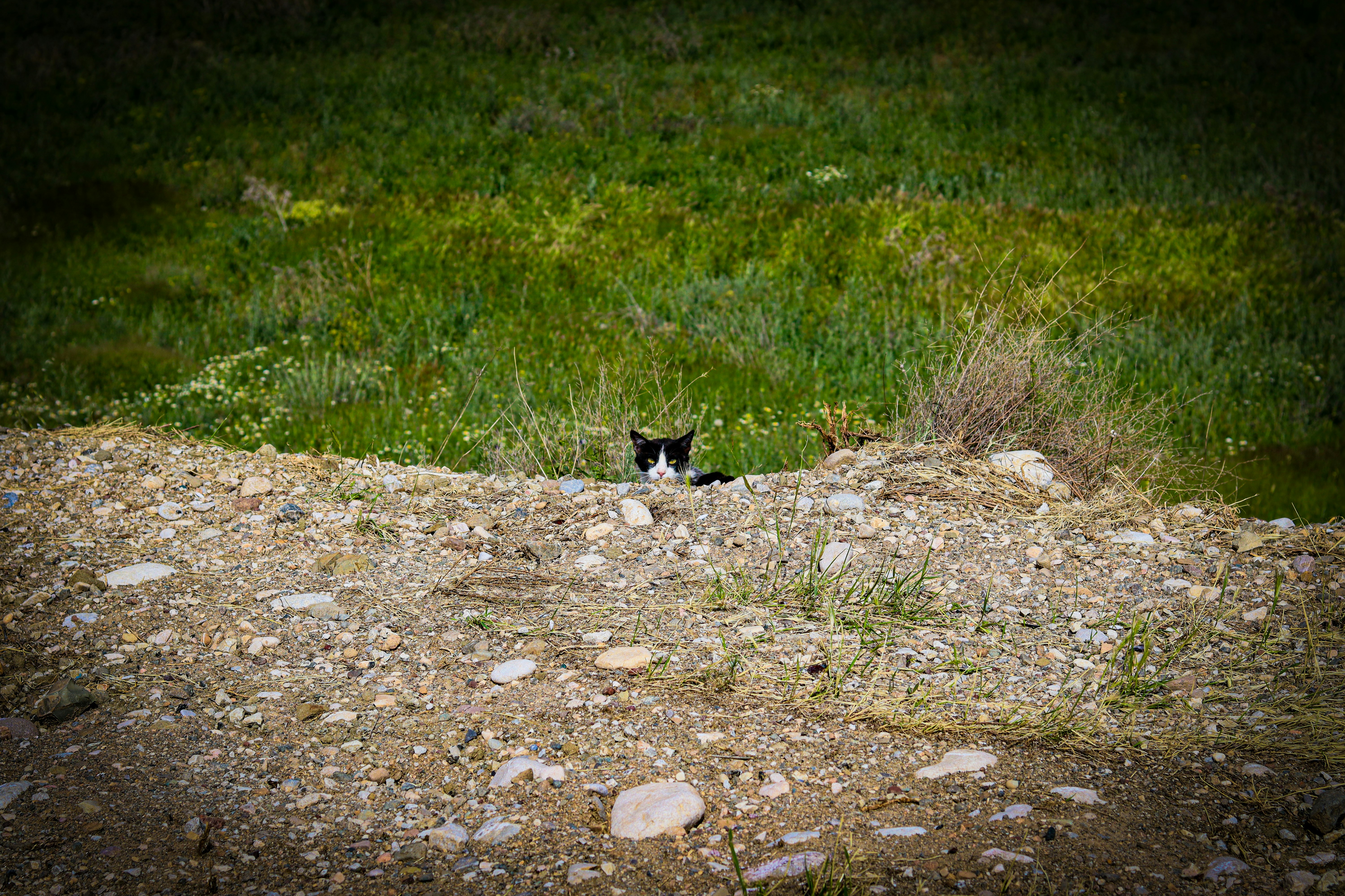 Hidden Observer: A Curious Cat Emerges from the Gravel Bank