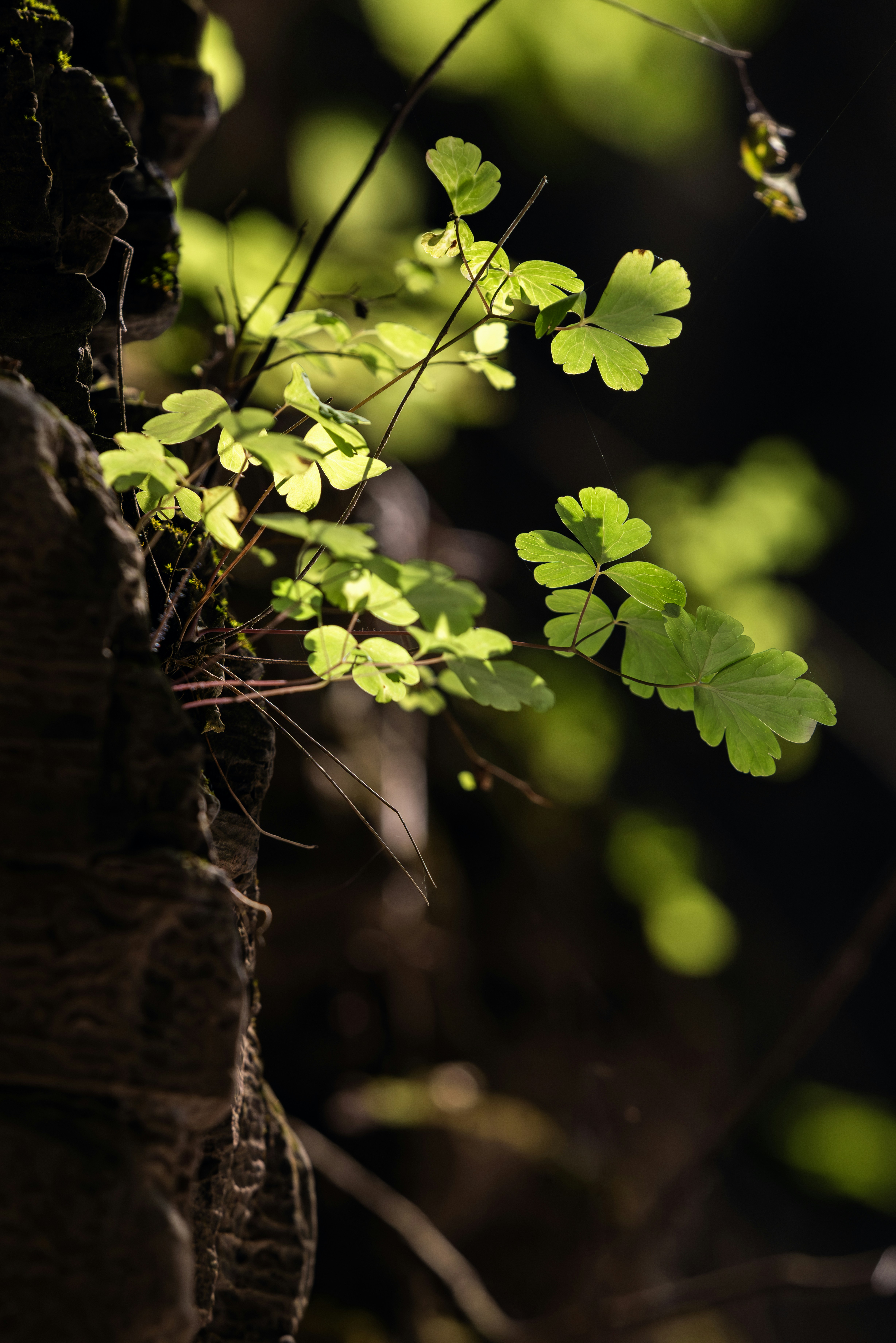Sunlit Oakleaf Fronds Clinging to the Quarry Wall