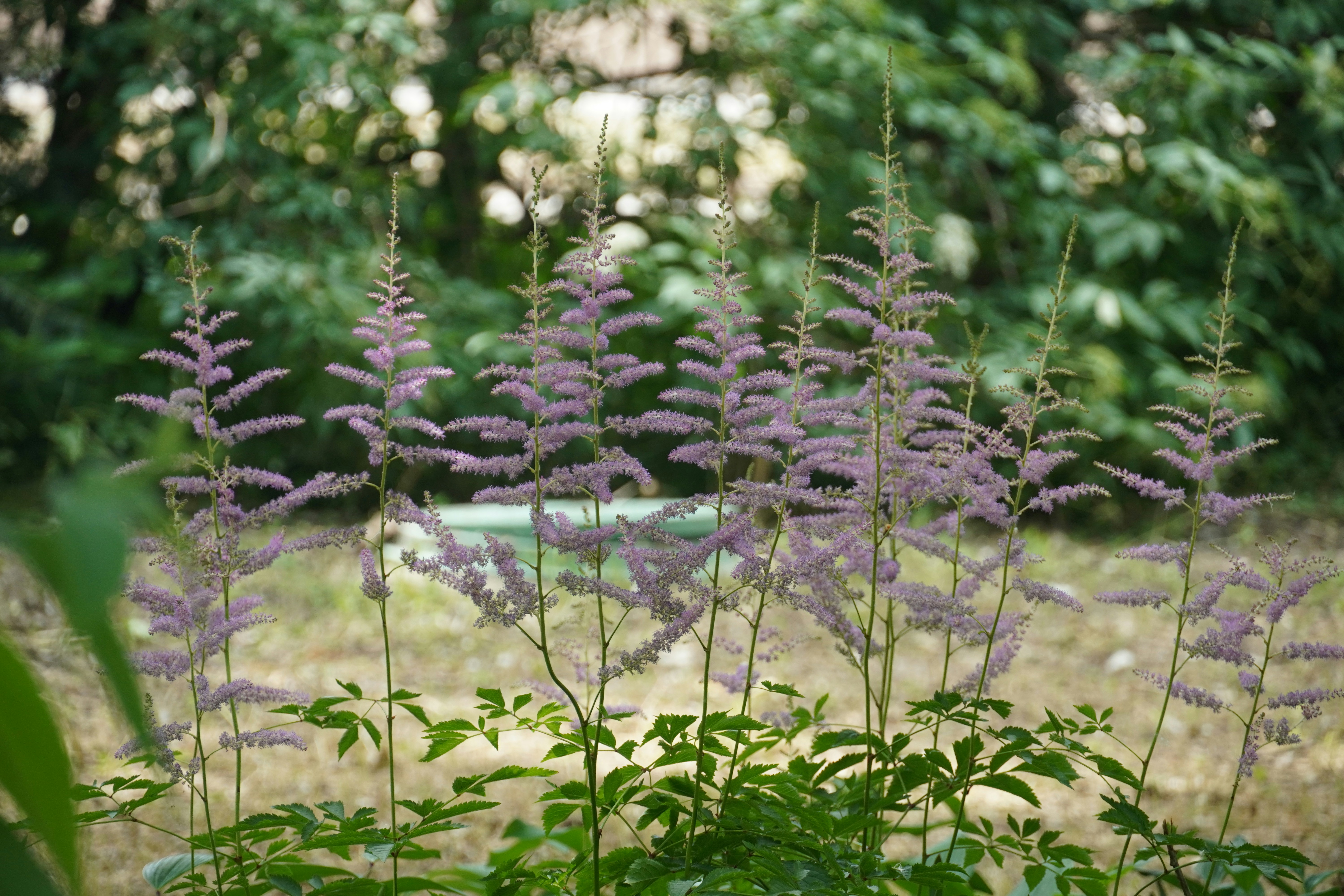 Whispers of Purple in a Quiet Garden