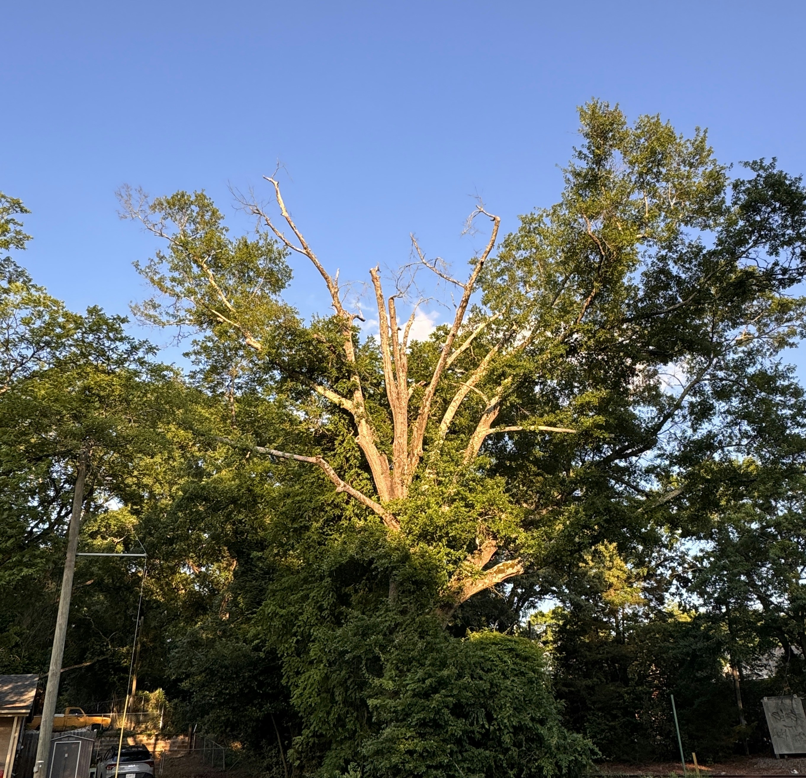 Solar-Backlit Arboreal Sentinel in Late Afternoon Light