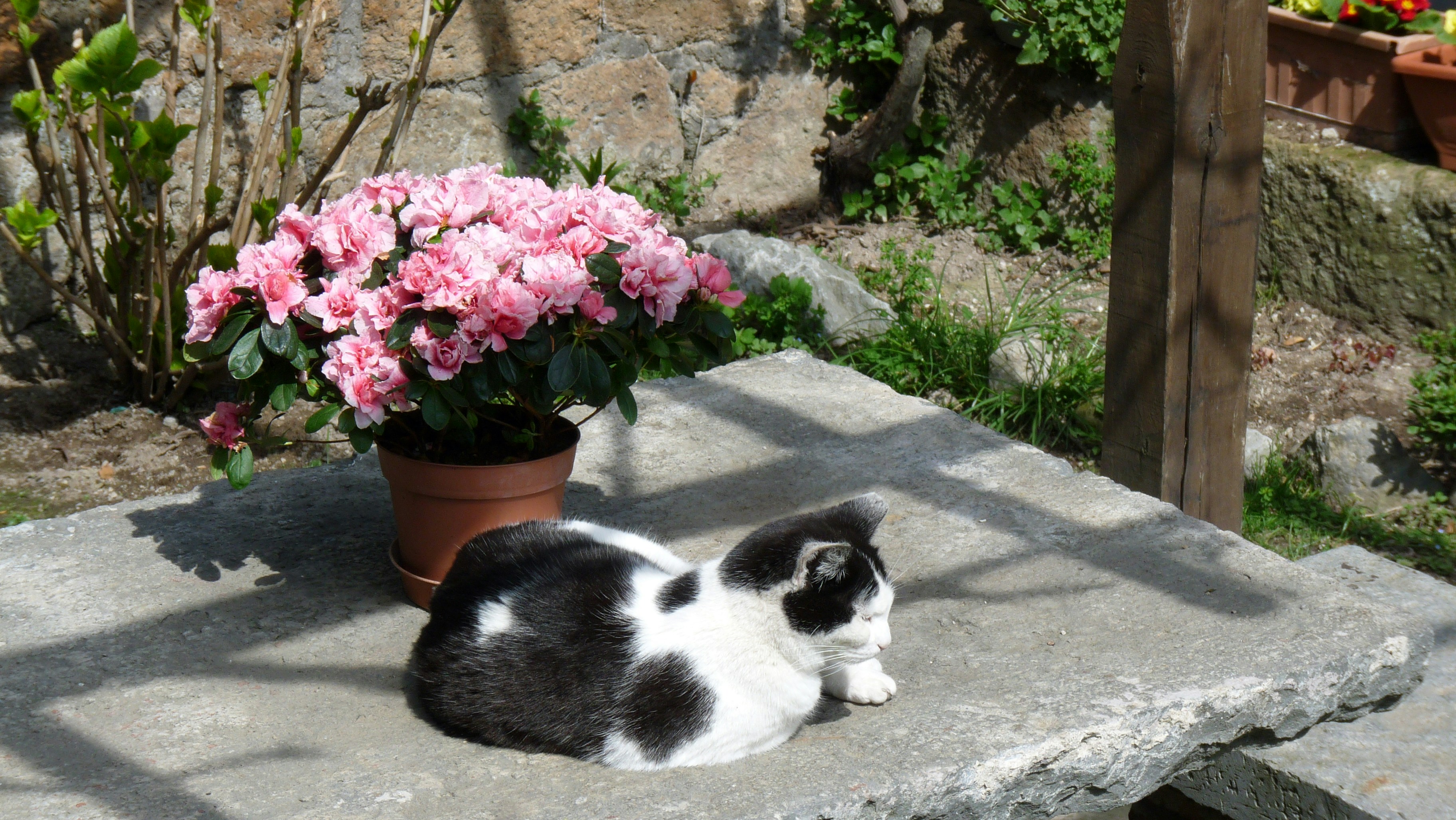 Sunlit Patch: Cat Dozing on a Stone Terrace Beside Pink Hydrangeas