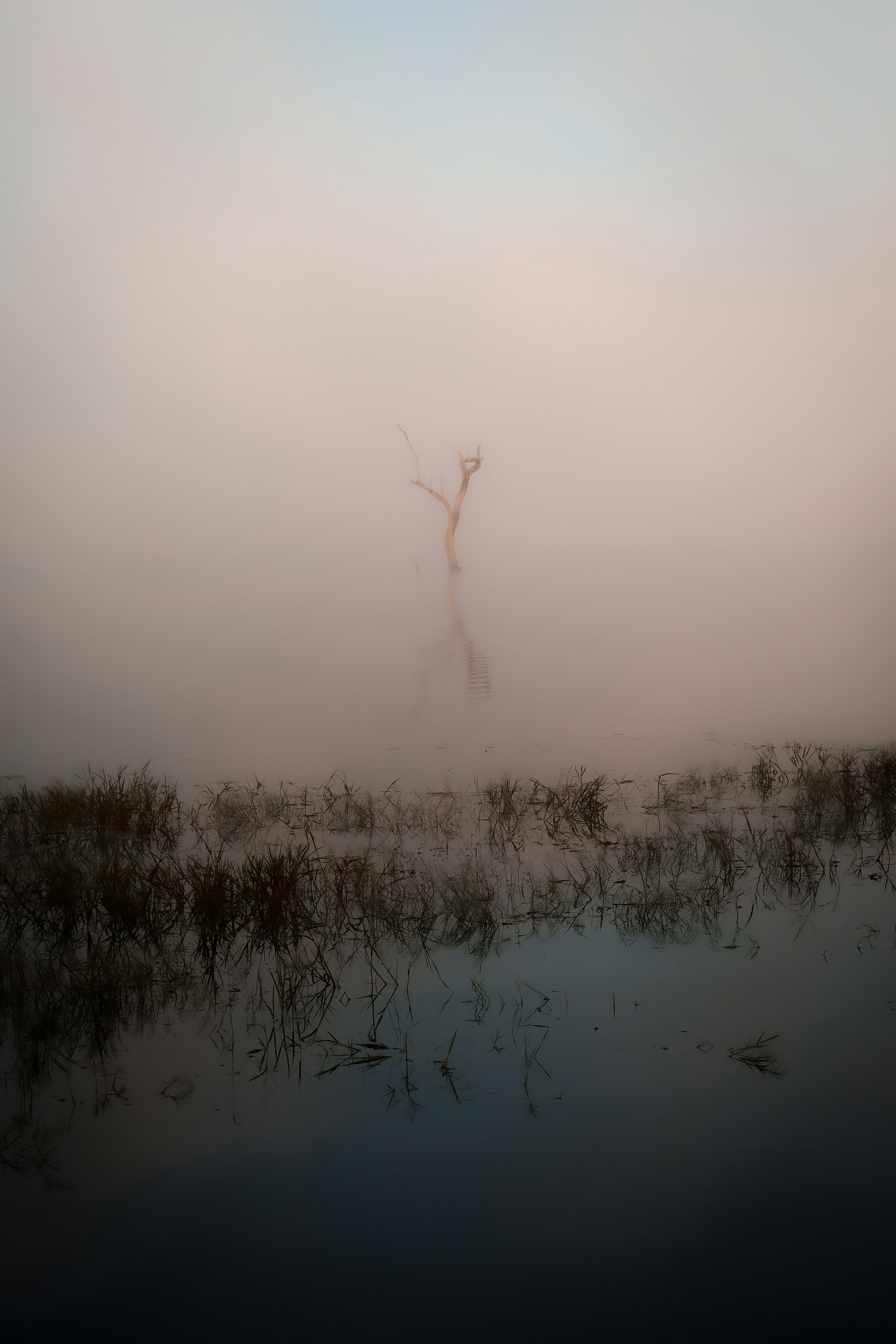 Mist-Softened Sentinel: A Bare Tree Rising from Quiet Water