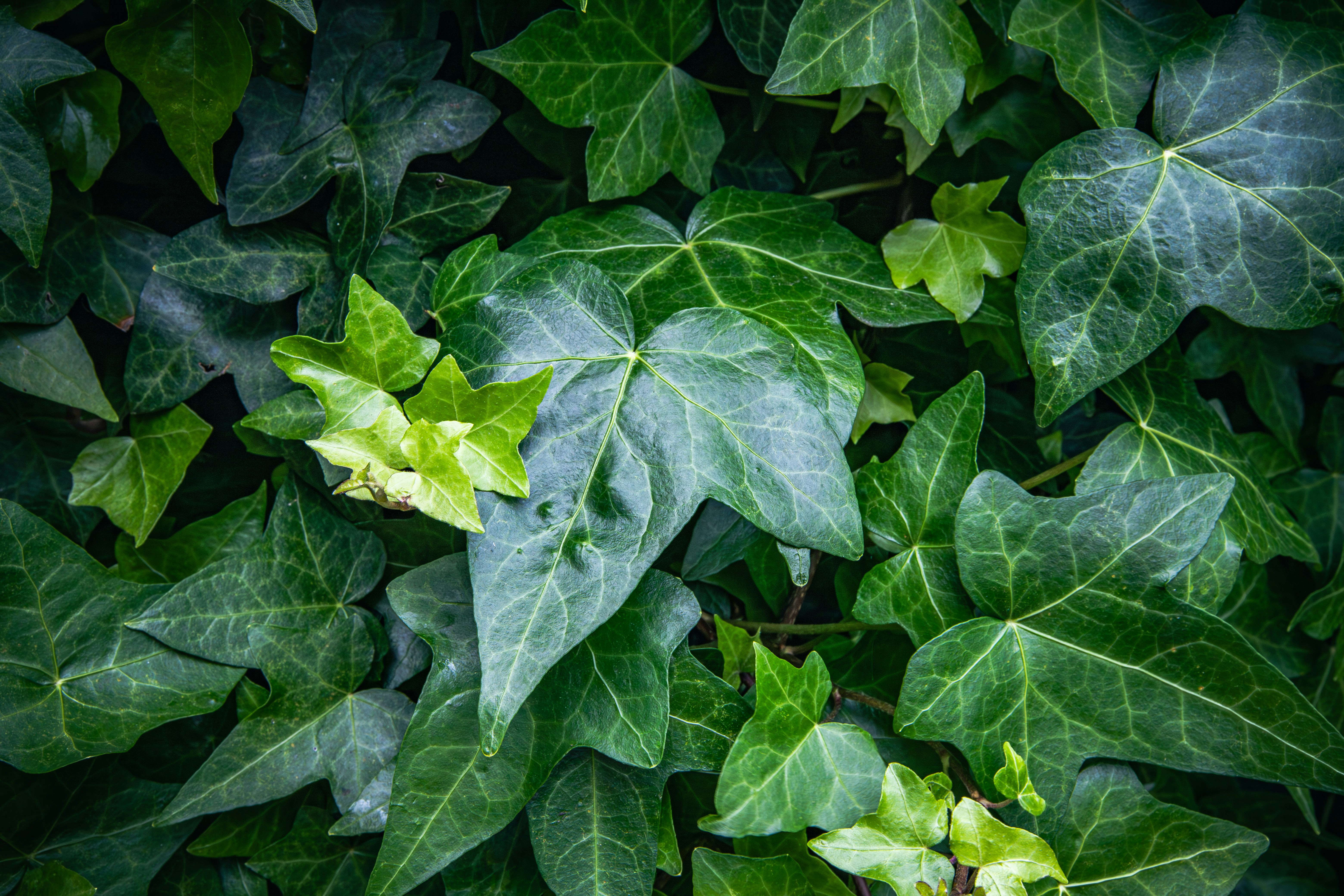 Emerald Veil: A Close-Up of Ivy Leaves Breathing in Light