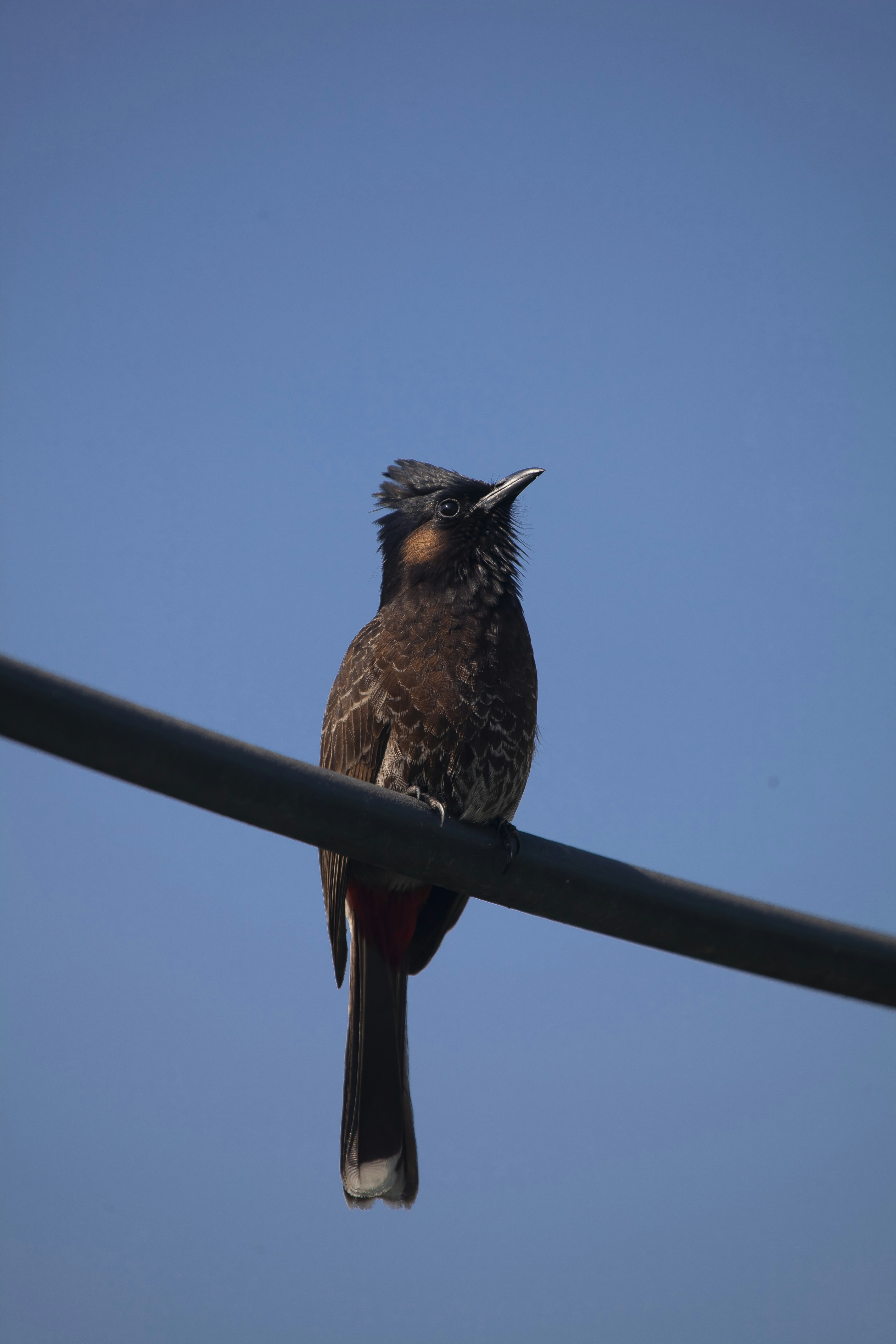 Perched on a Cable: A Red-Winged Bird Stares into the Sky