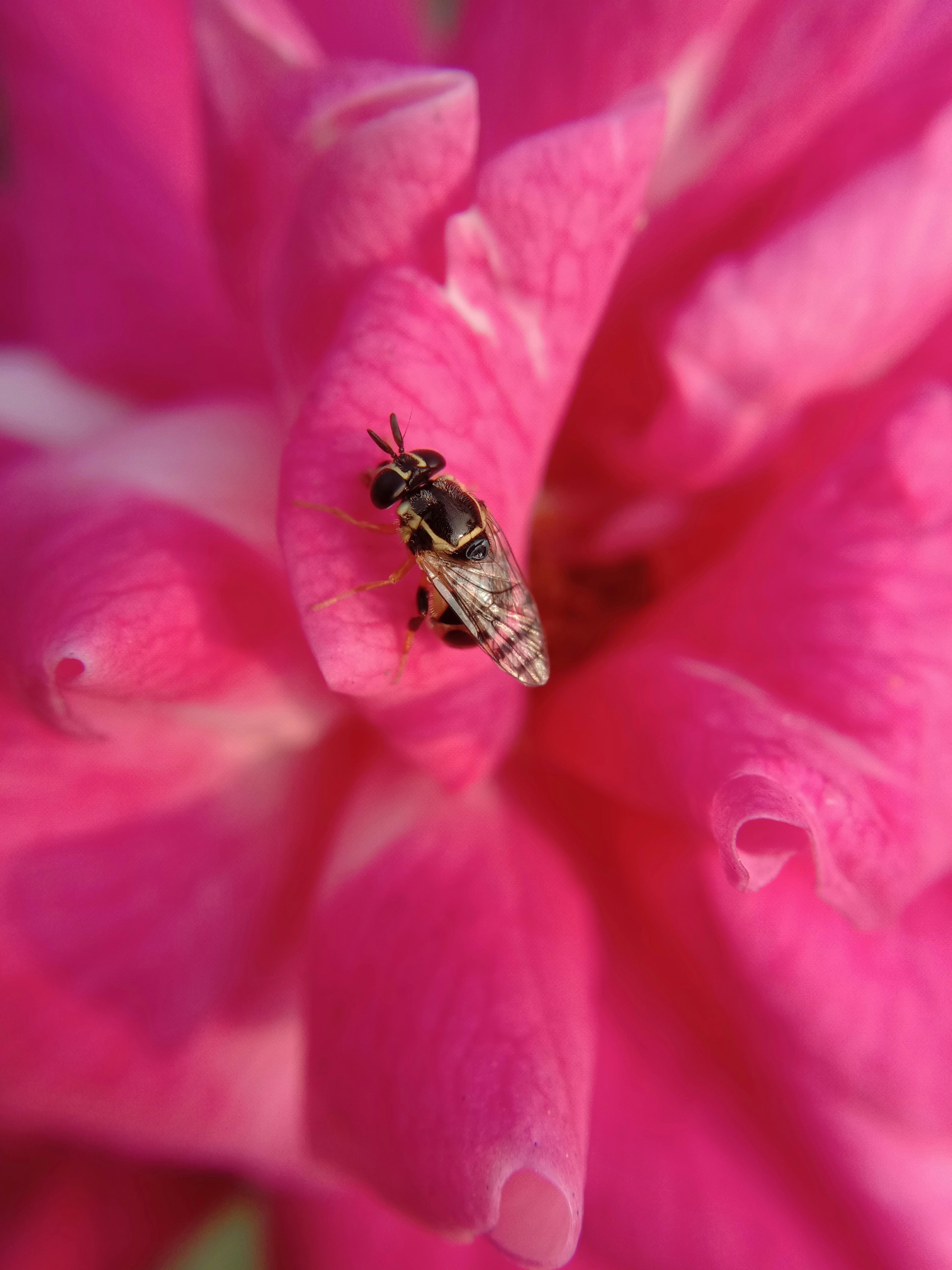 Micro Visitor on Pink Velvet: A Hovering Encounter