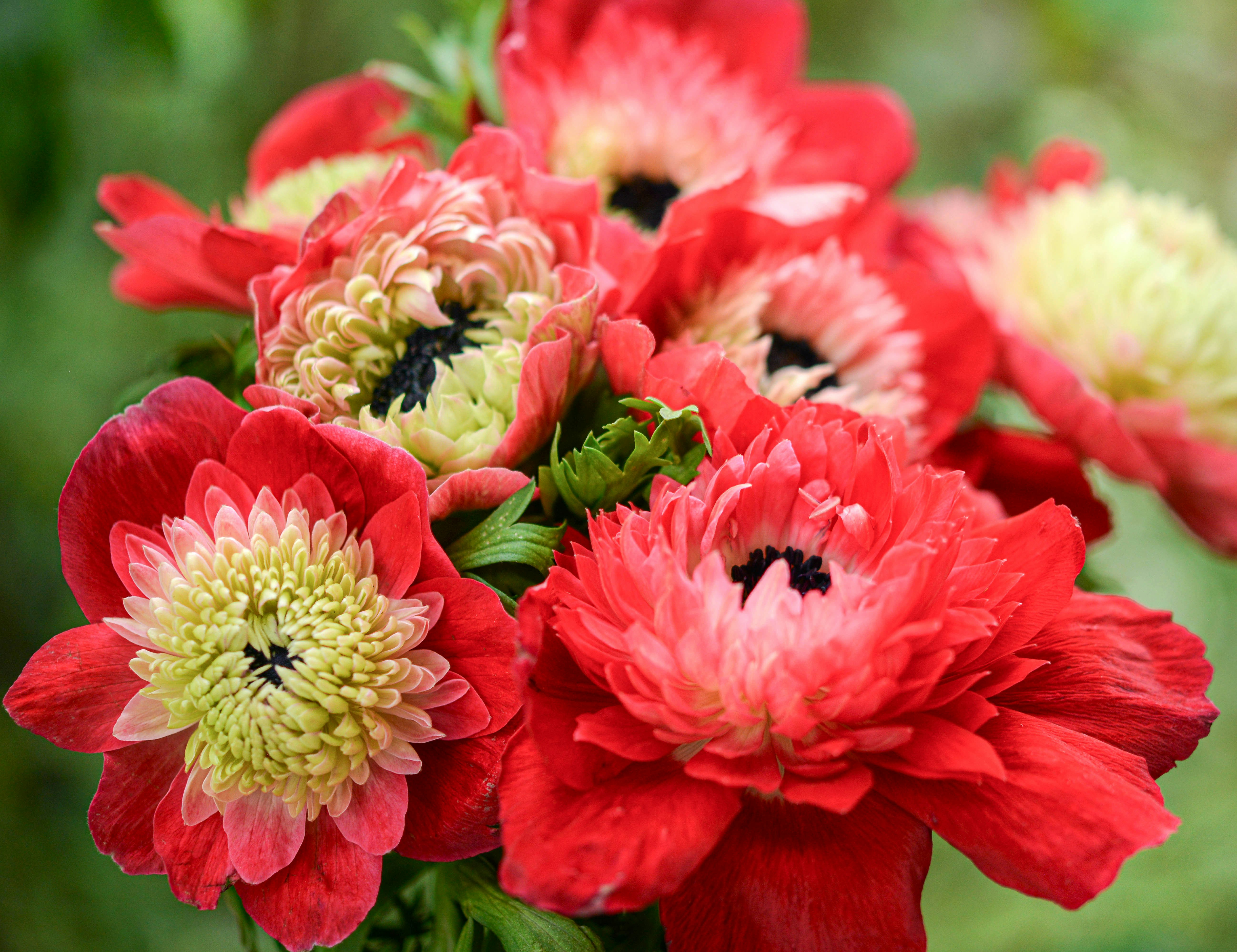 Crimson Blooms: A Close-Up of Pompon-Dyed Petals