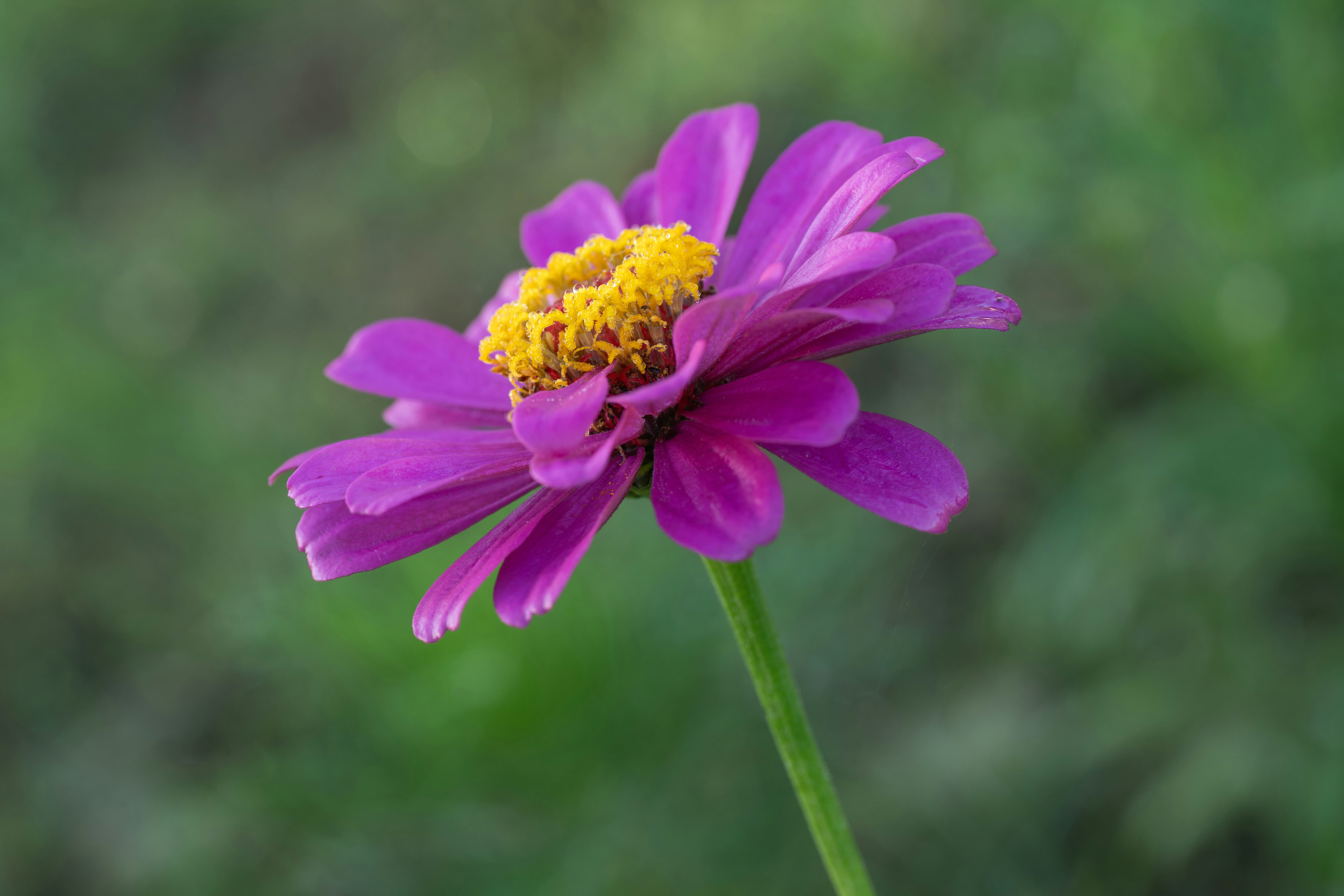 Purple blossom with golden center reaching toward a soft green backdrop