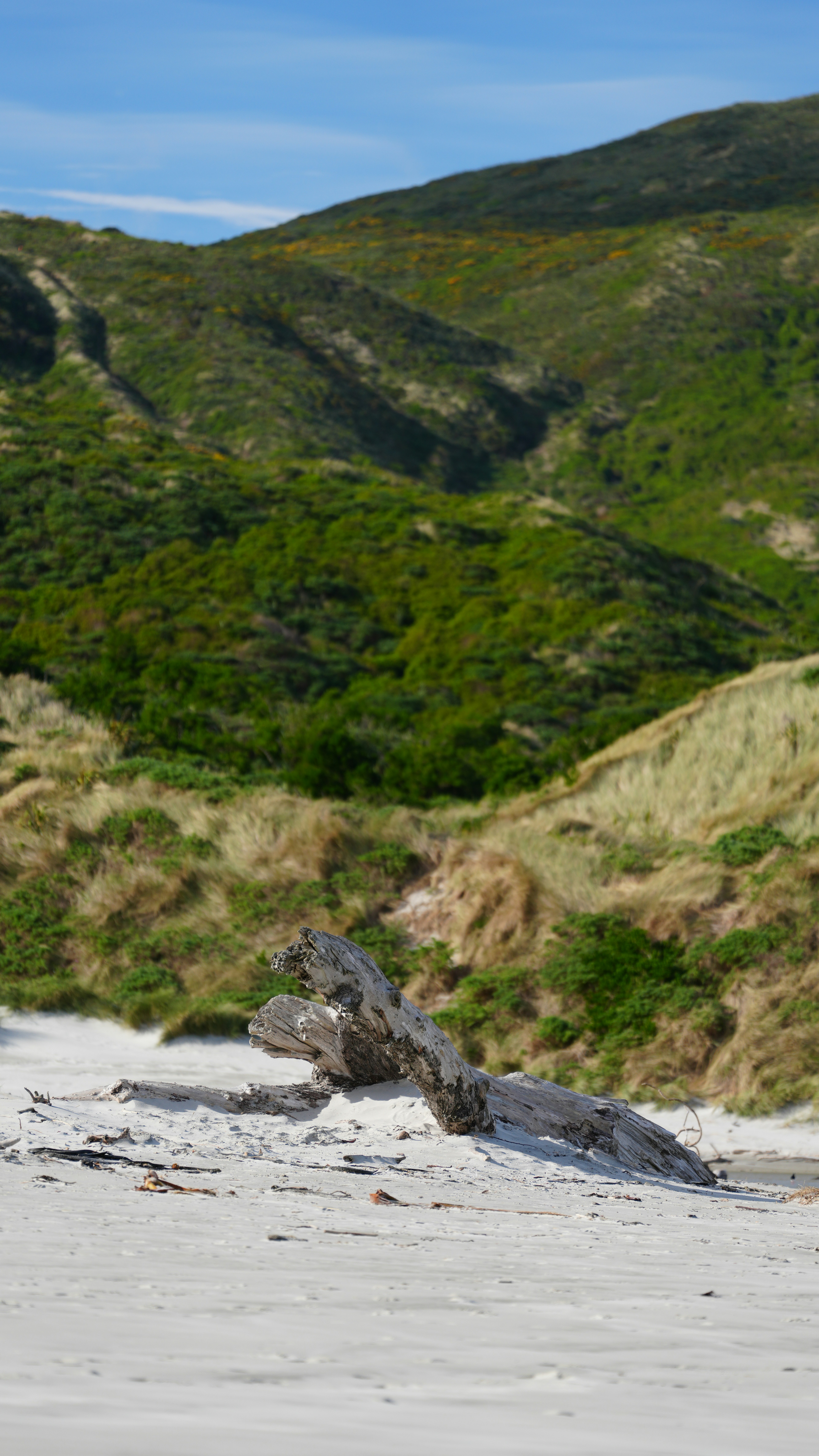 Driftwood Crowned by Coastal Hillscape