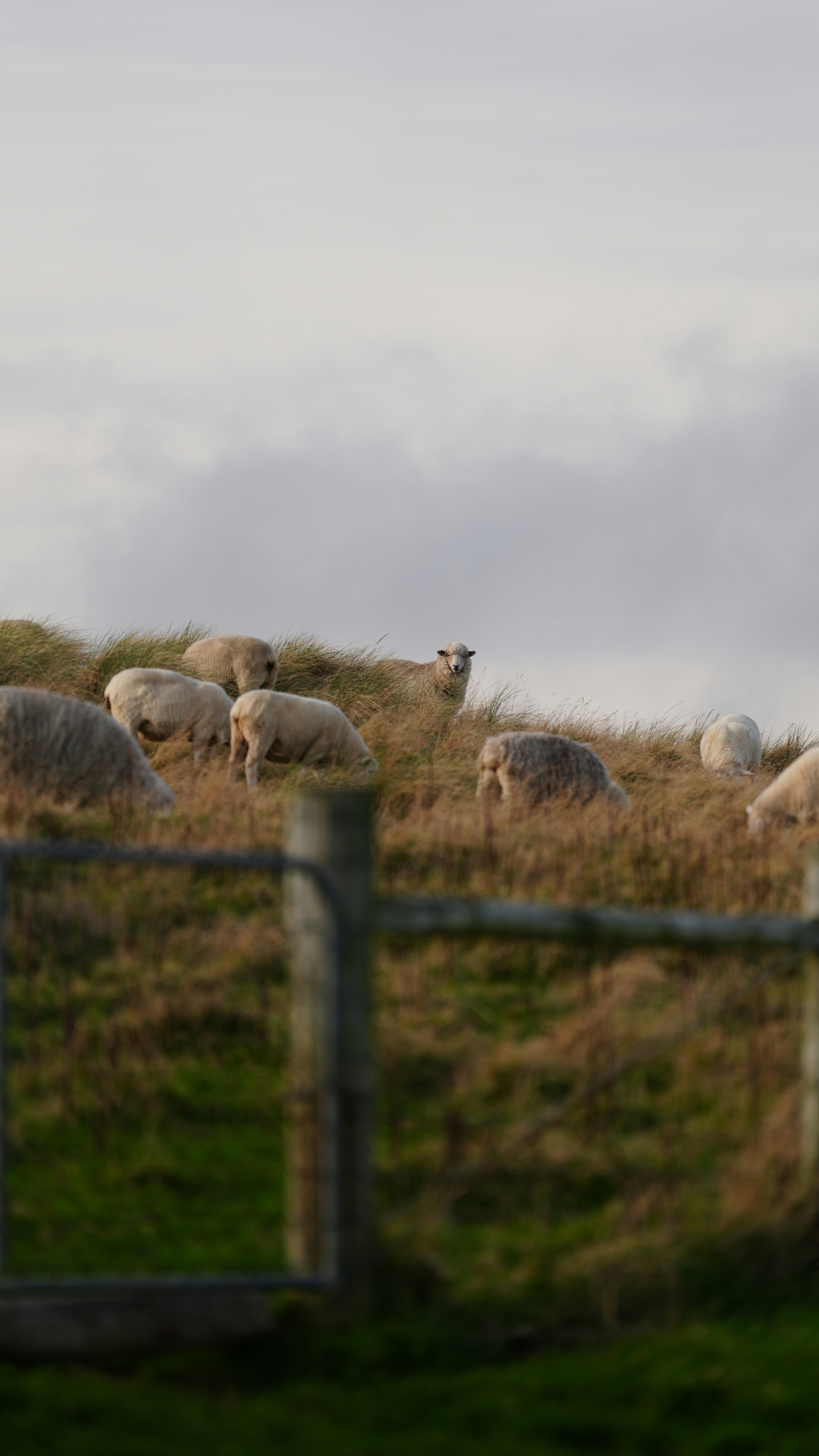 Pasture Watch: A Flock Posed Beyond the Fence