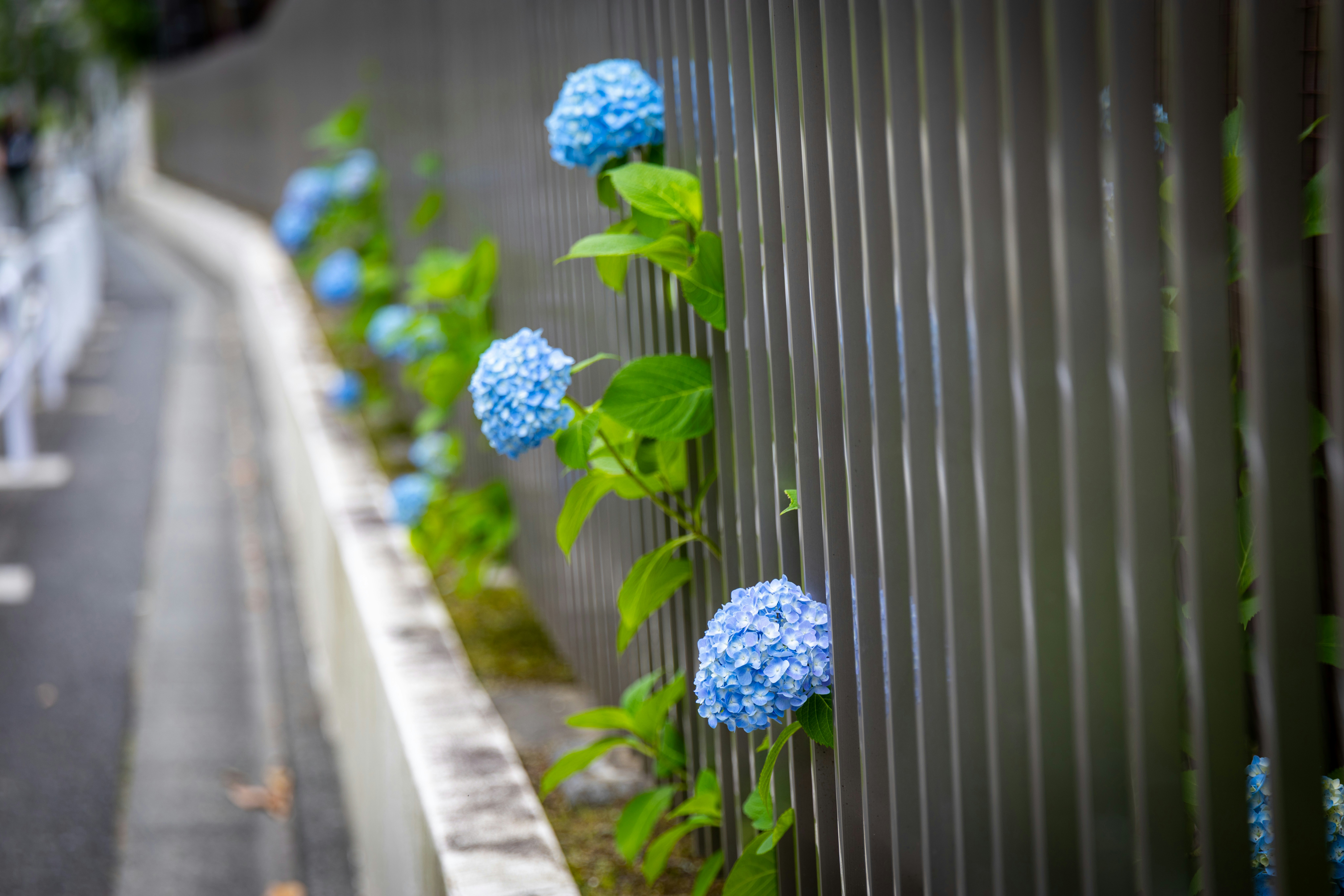 Blue Hydrangea Along the Quiet Metal Fence