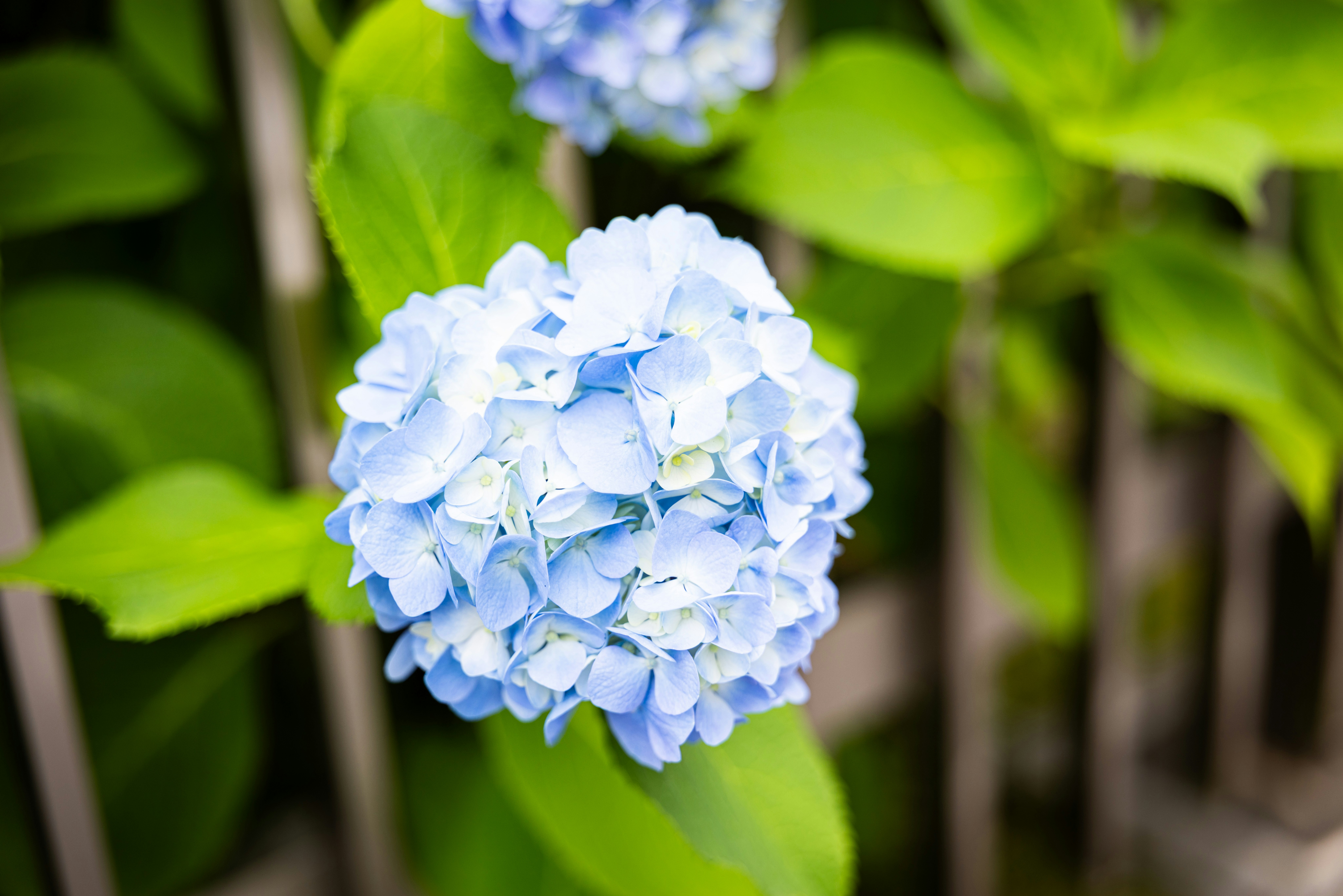 Blue Hydrangea Moment: Soft Bokeh, Quiet Garden
