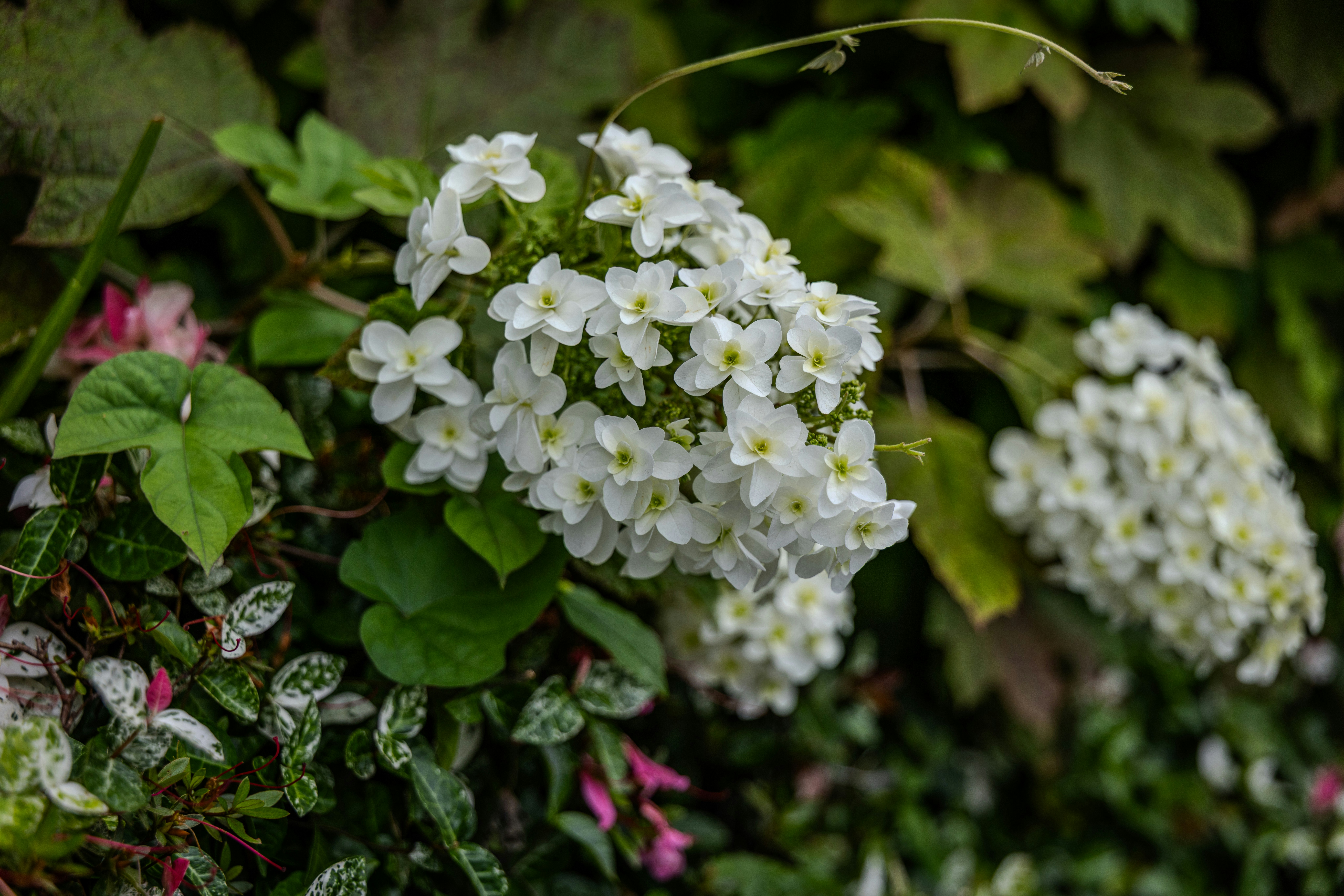 White hydrangea cluster in a lush garden with surrounding foliage