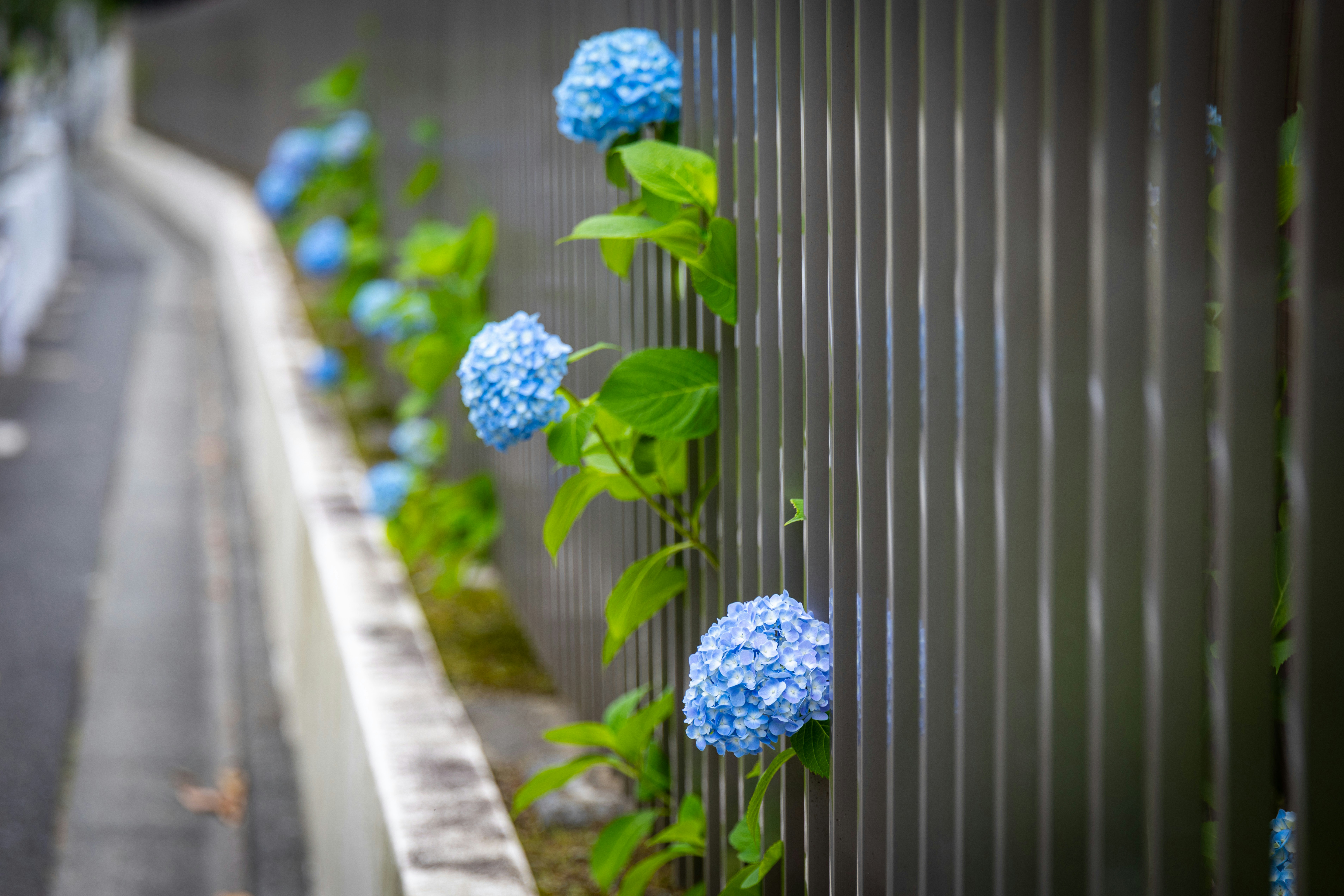 Vibrant blue hydrangeas peeking through a dark fence.