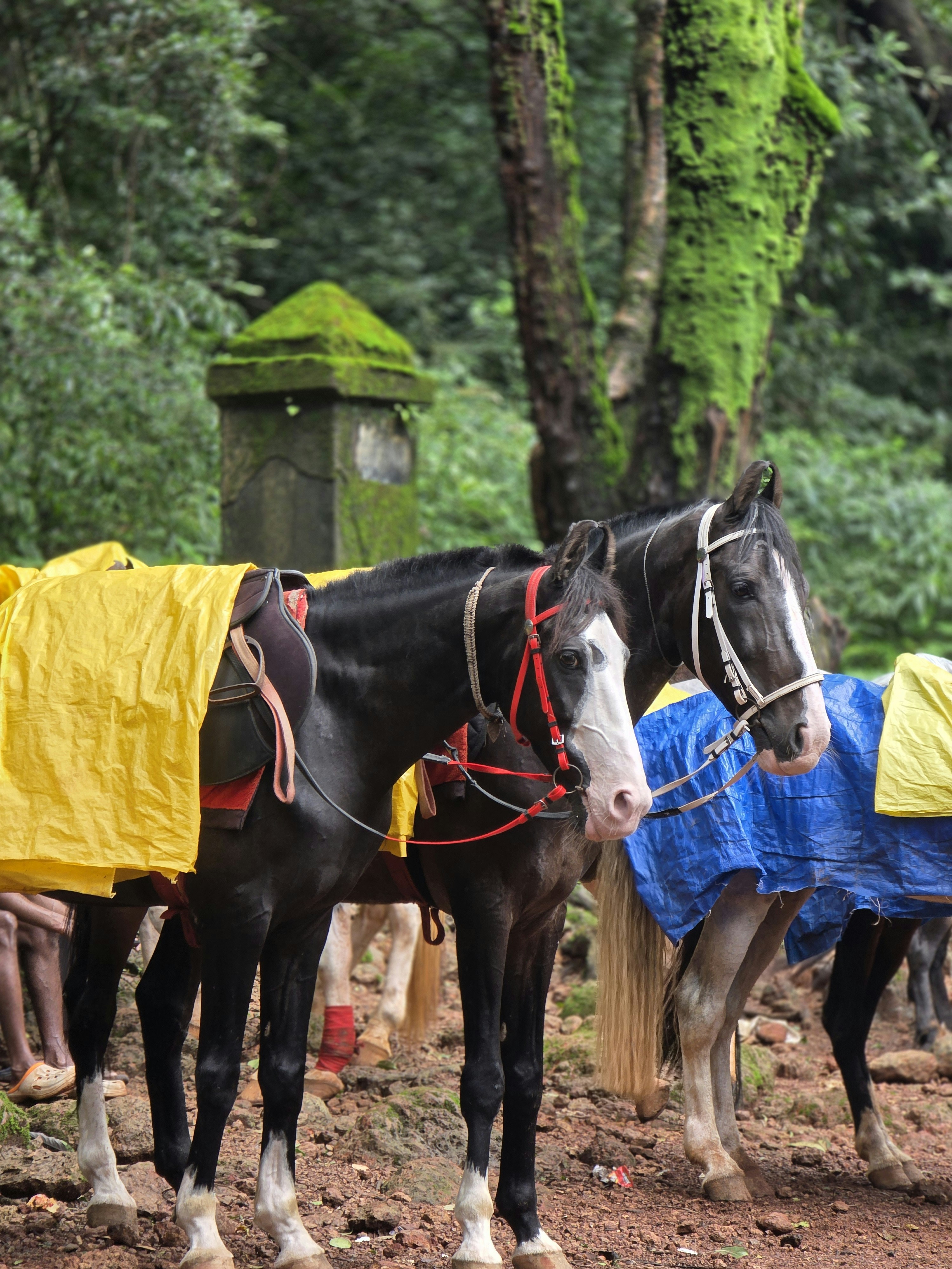 Horses in Shelter: Colorful Rain Cloaks Amid Mossy Trees