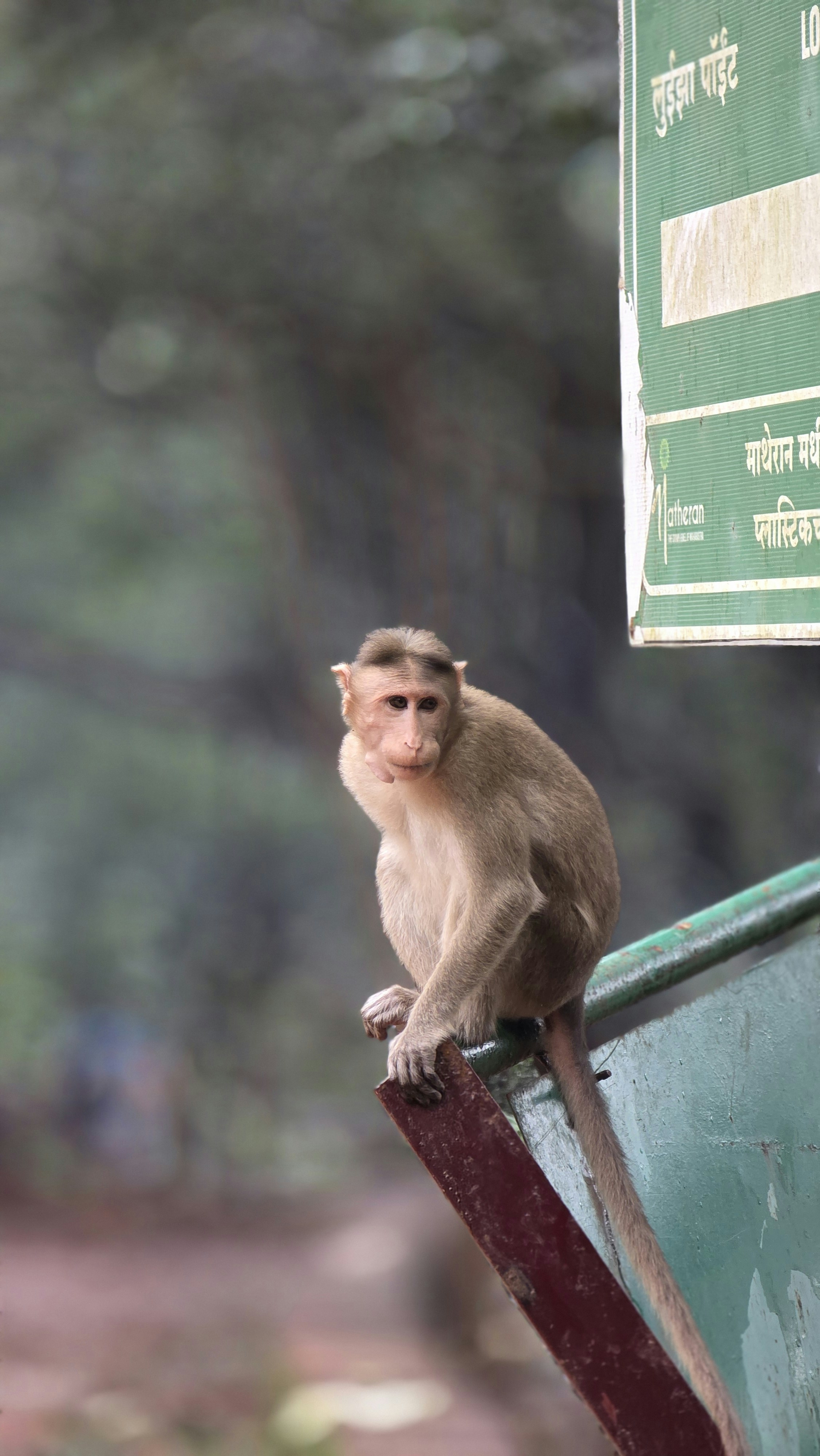 Curious Monkeys on a Tilted Platform by a Green Sign